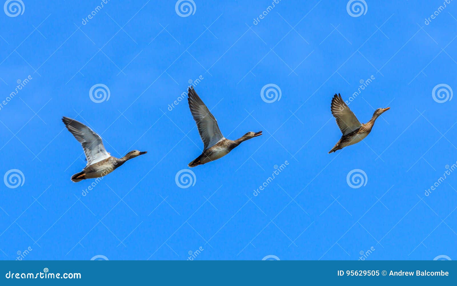 Three Ducks Flying in a Row Stock Image - Image of landscape, game ...