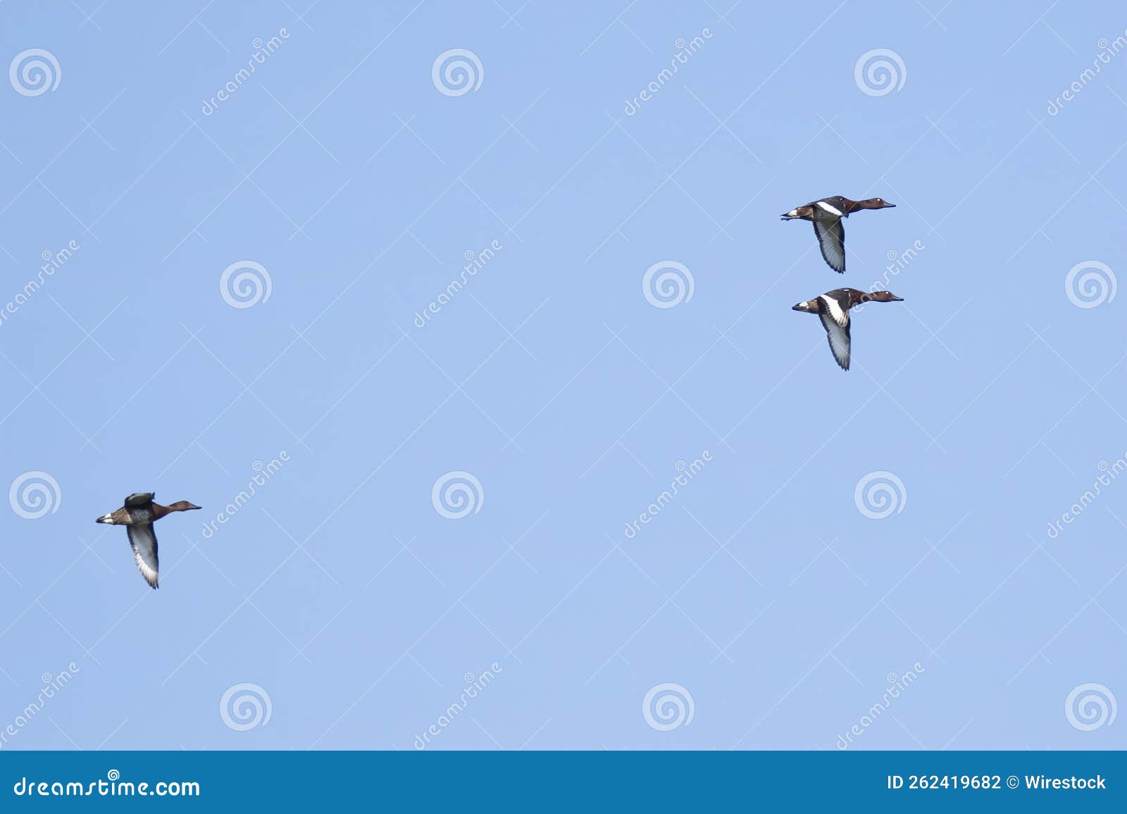 Three Ducks Flying in the Sky. Stock Photo - Image of ducks, three ...