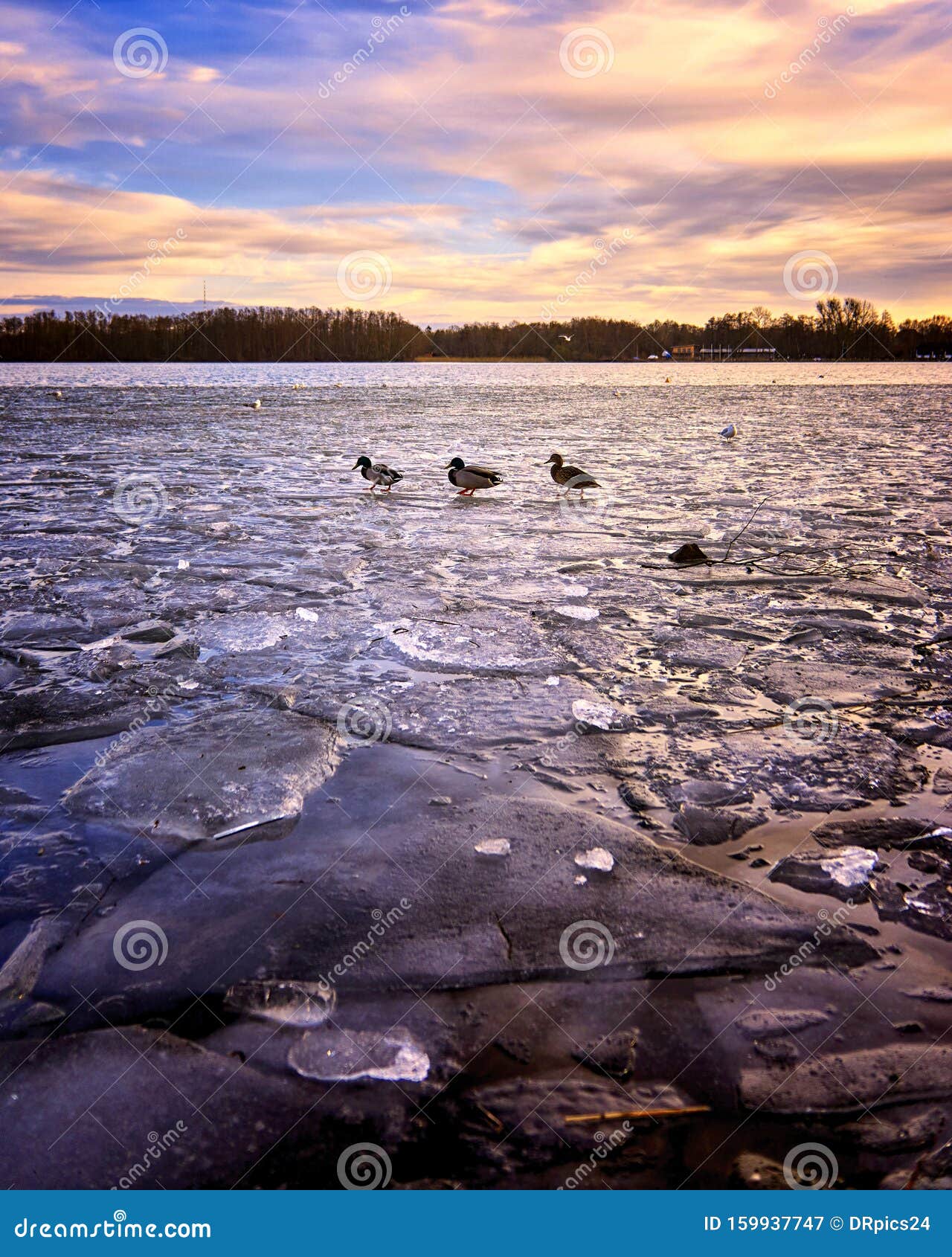 Three Ducks on the Frozen Lake Stock Image - Image of polar, antarctica ...
