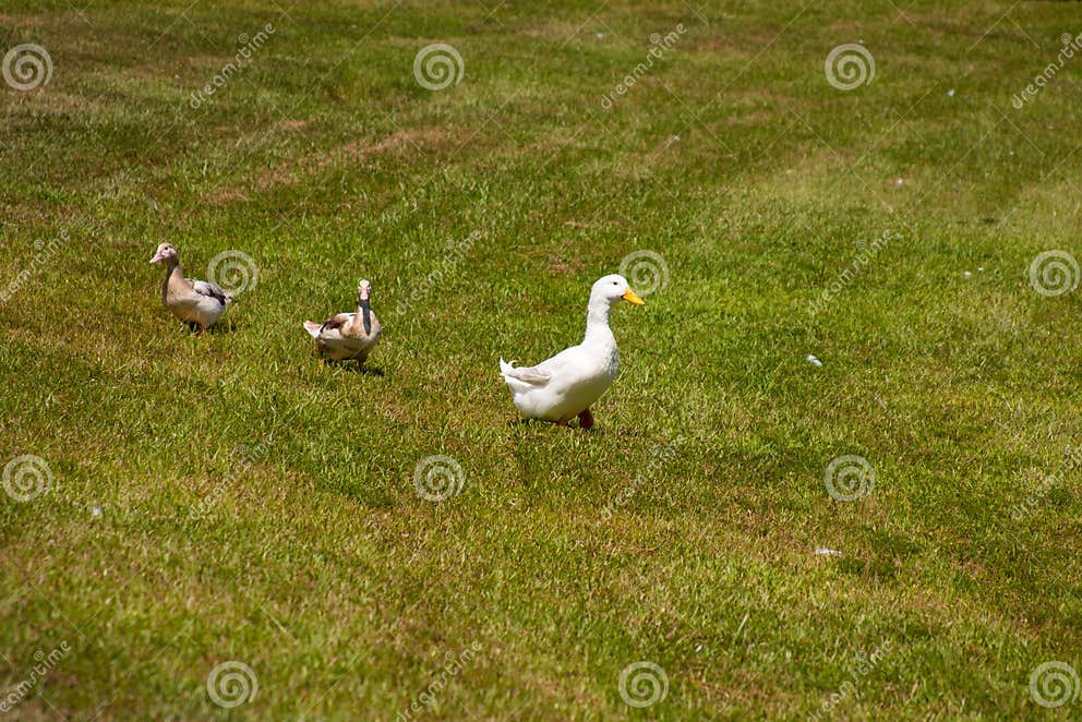 Three Ducks stock image. Image of bird, background, nature - 36385709