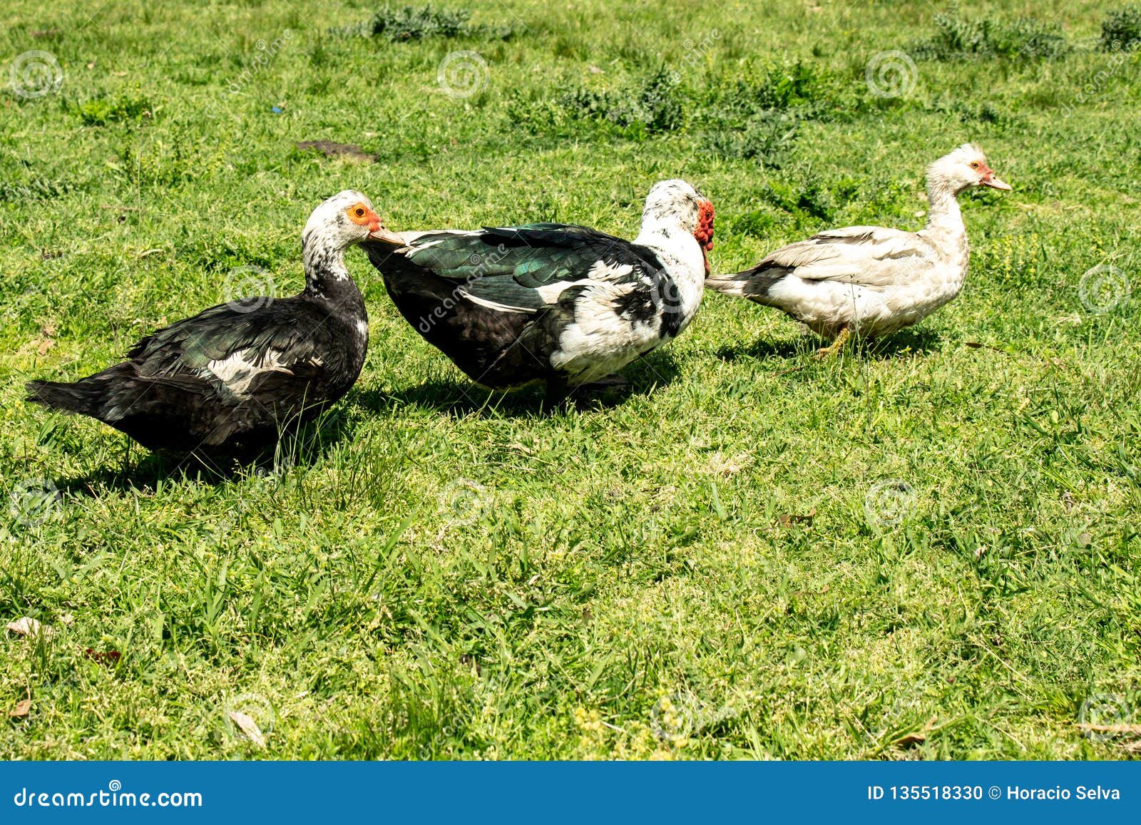 Three Ducks on the Grass during a Sunny Day Stock Photo - Image of ...