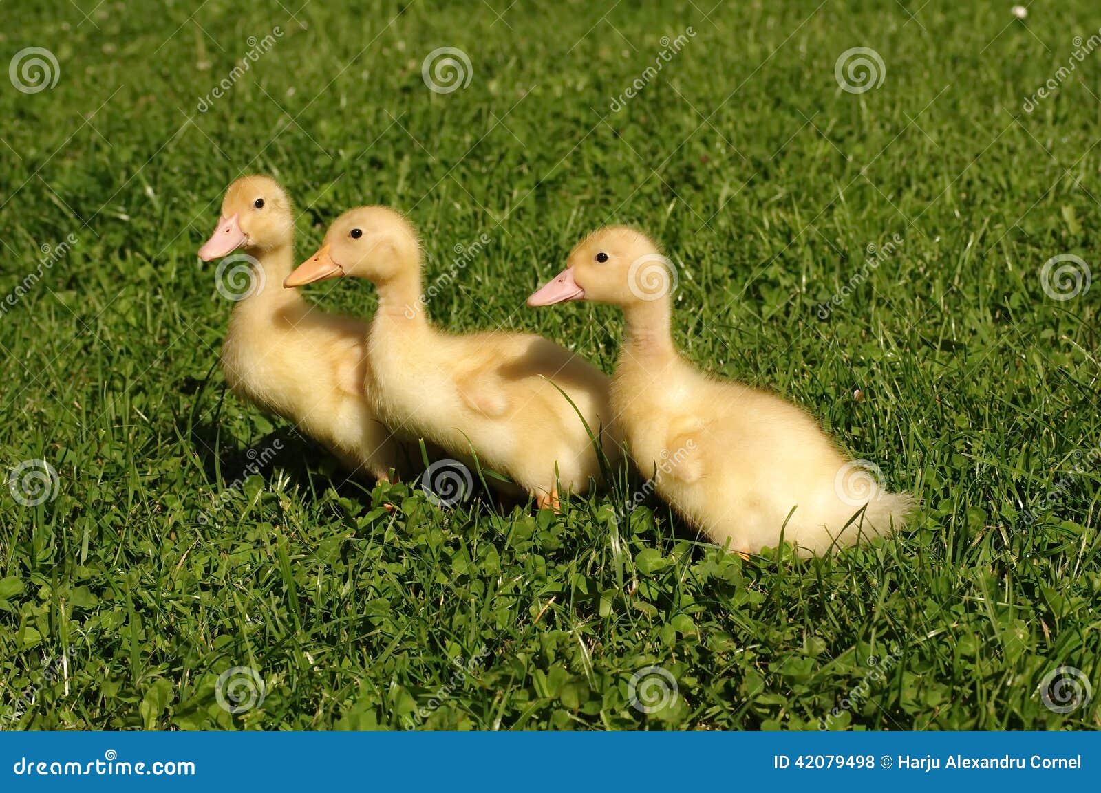 Three ducks stock photo. Image of life, green, three - 42079498