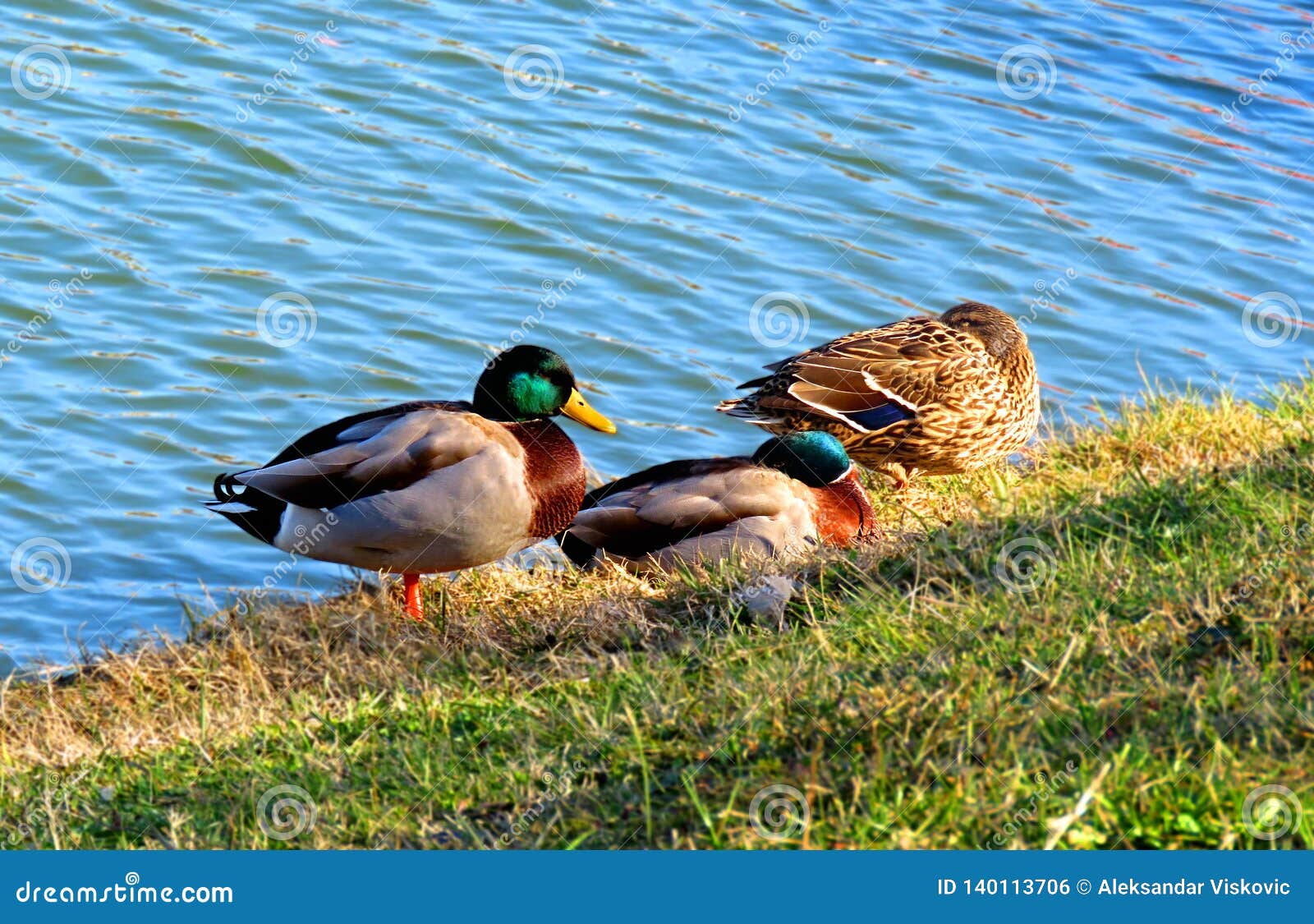 Three ducks by the lake stock photo. Image of water - 140113706