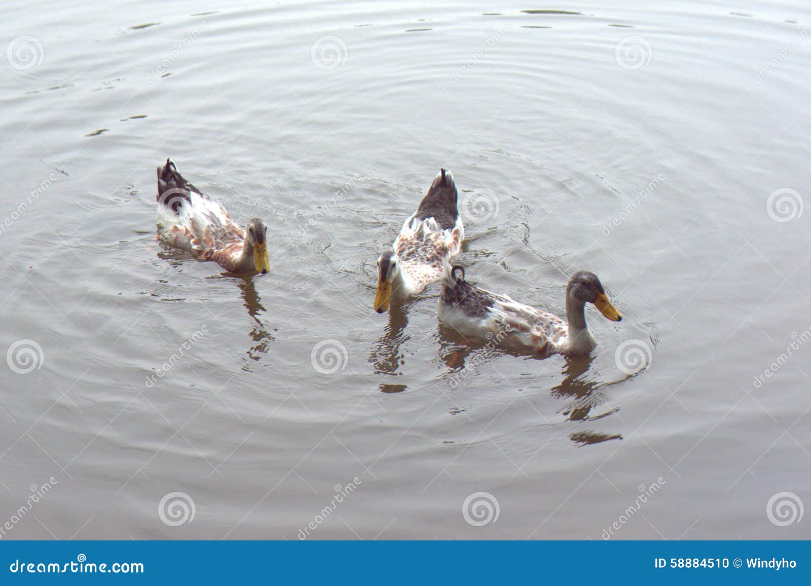 Three ducks on a lake stock photo. Image of advance, waterfowl - 58884510