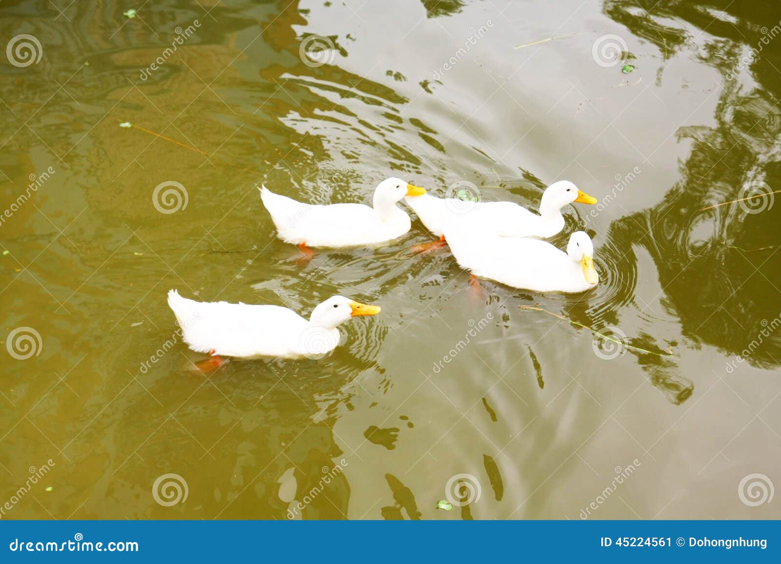 Three ducks stock image. Image of duck, looking, three - 45224561