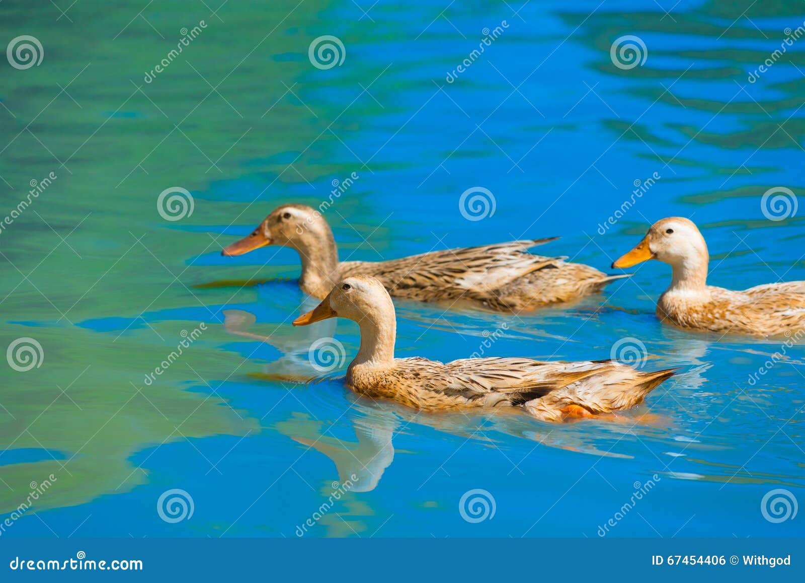 Three ducks move on water stock photo. Image of grey - 67454406
