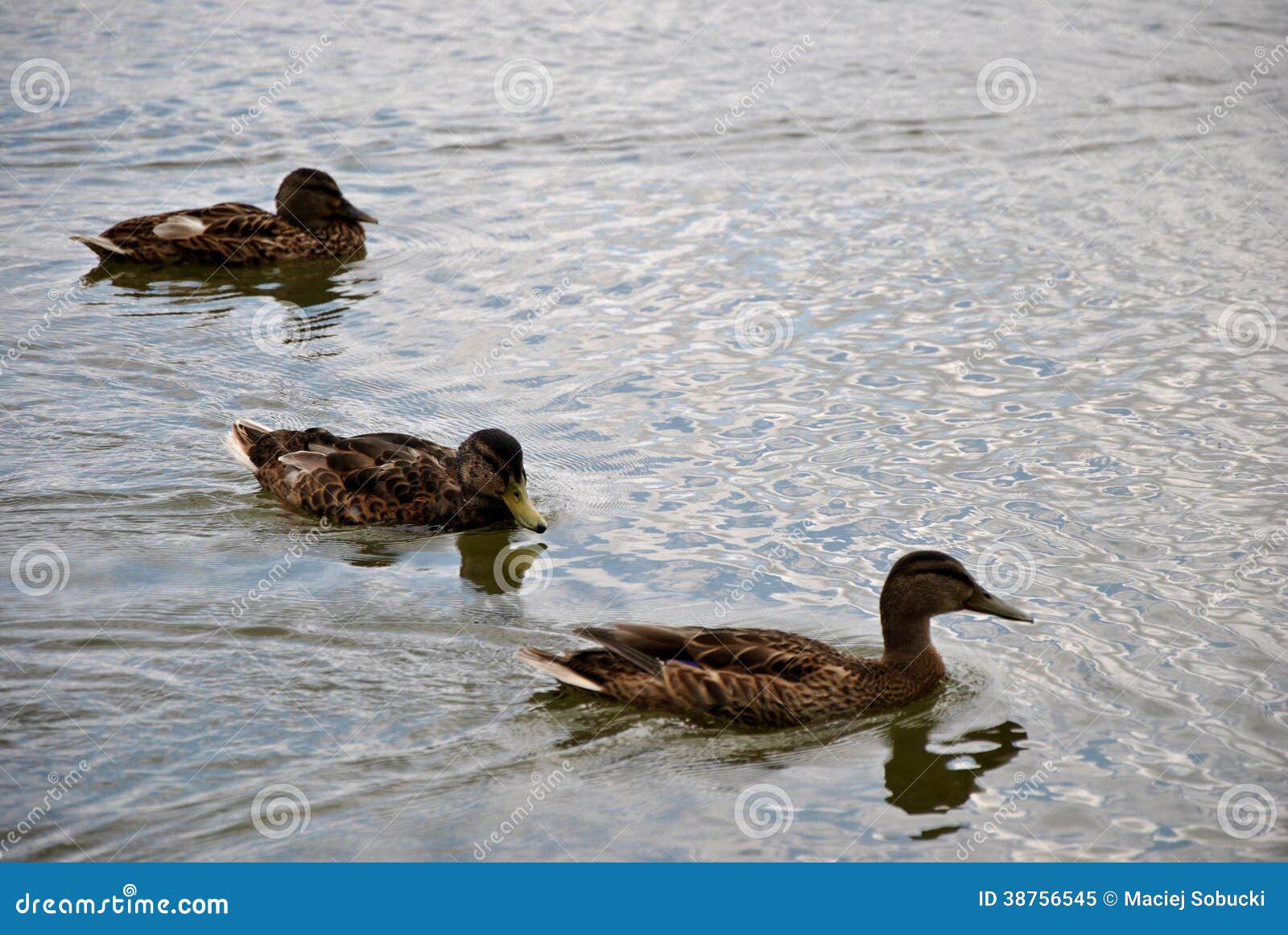 Three ducks stock image. Image of bird, little, poland - 38756545