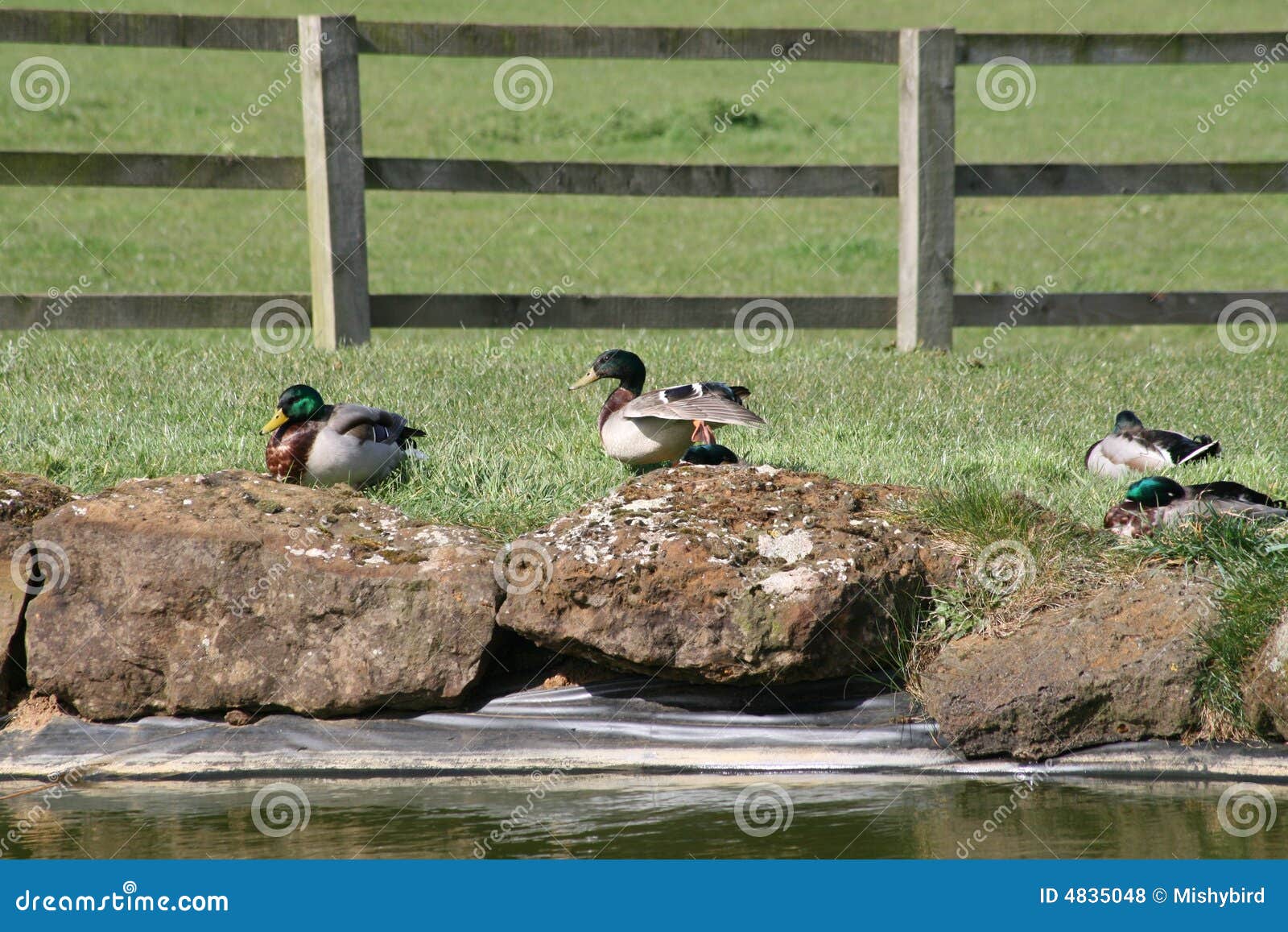 Three Ducks Resting by Stream Stock Photo - Image of animals, outdoors ...