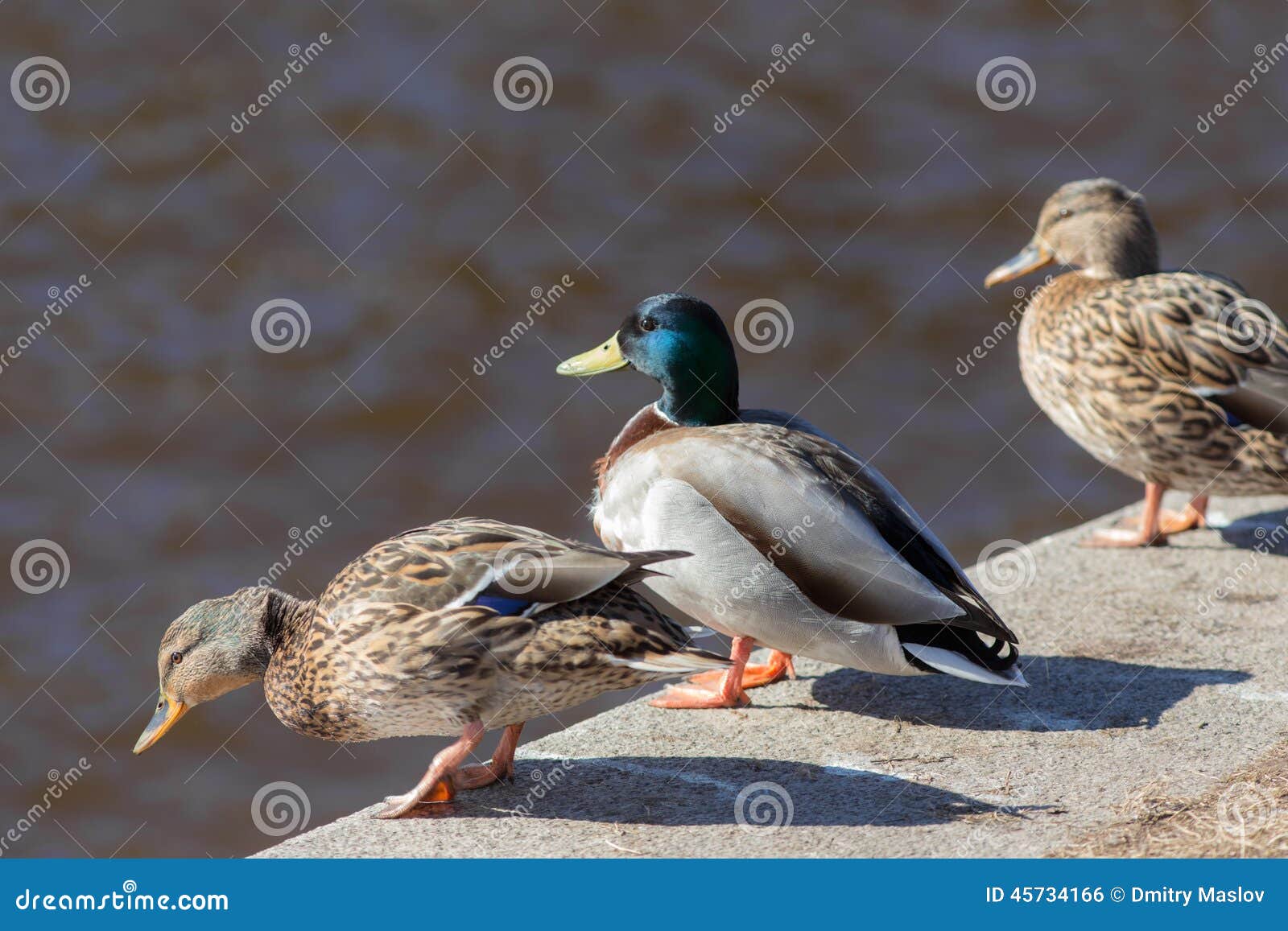 Three ducks on the river stock photo. Image of river - 45734166
