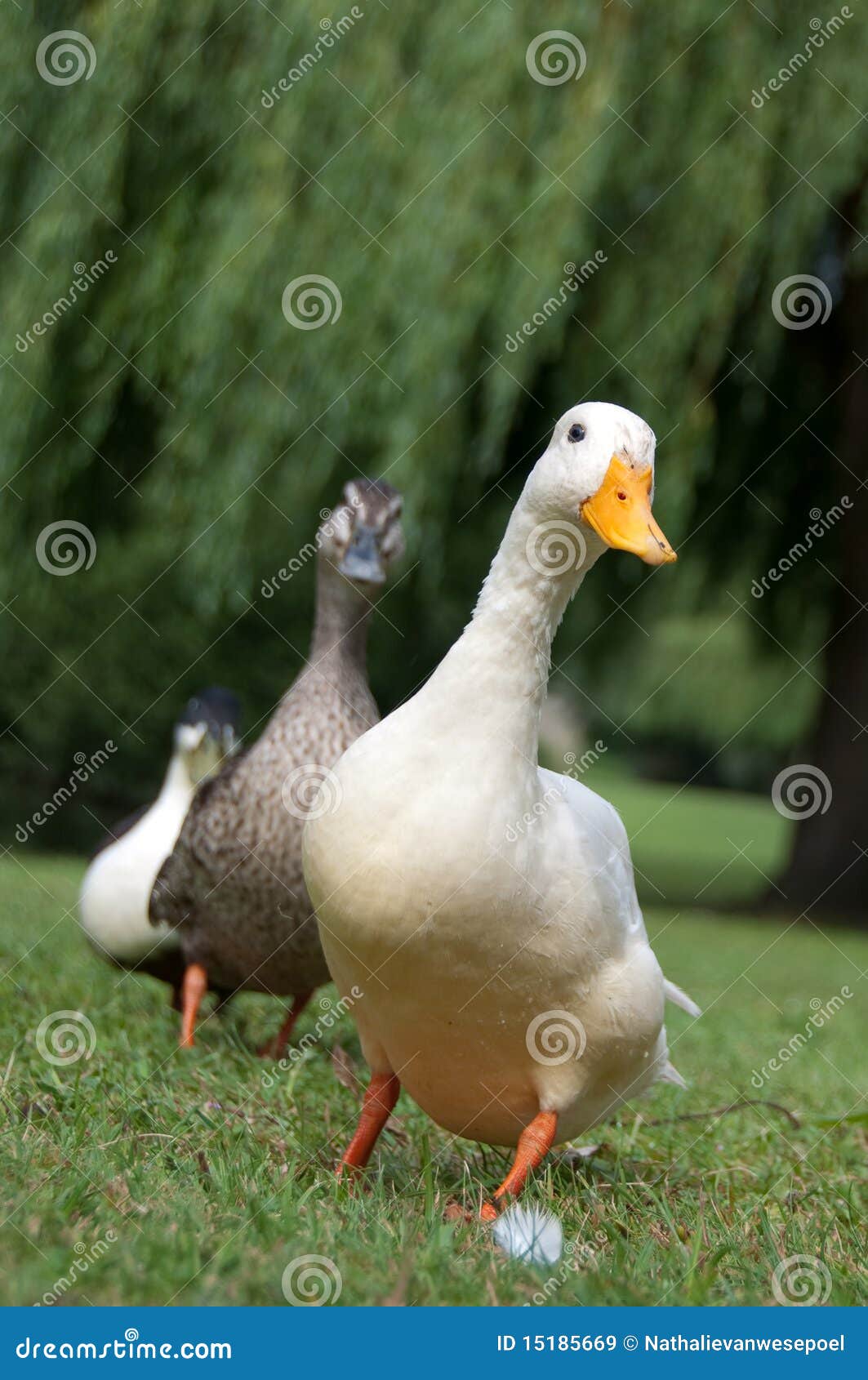 Three ducks in a row stock image. Image of field, bill - 15185669