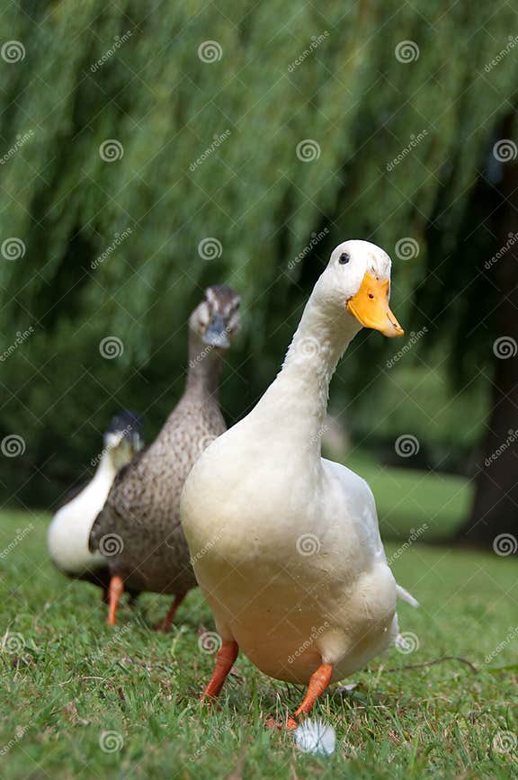 Three ducks in a row stock image. Image of field, bill - 15185669