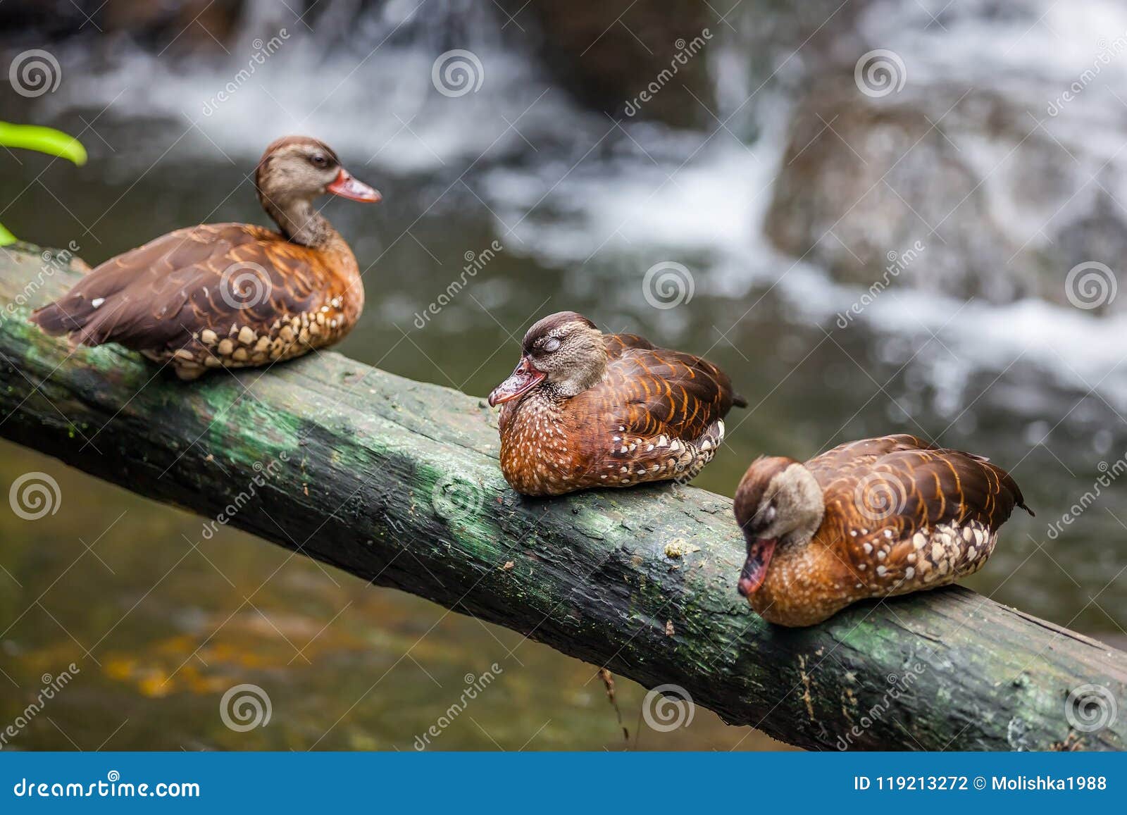 Three Ducks in a Row on Perch of Wood Stock Photo - Image of spotted ...