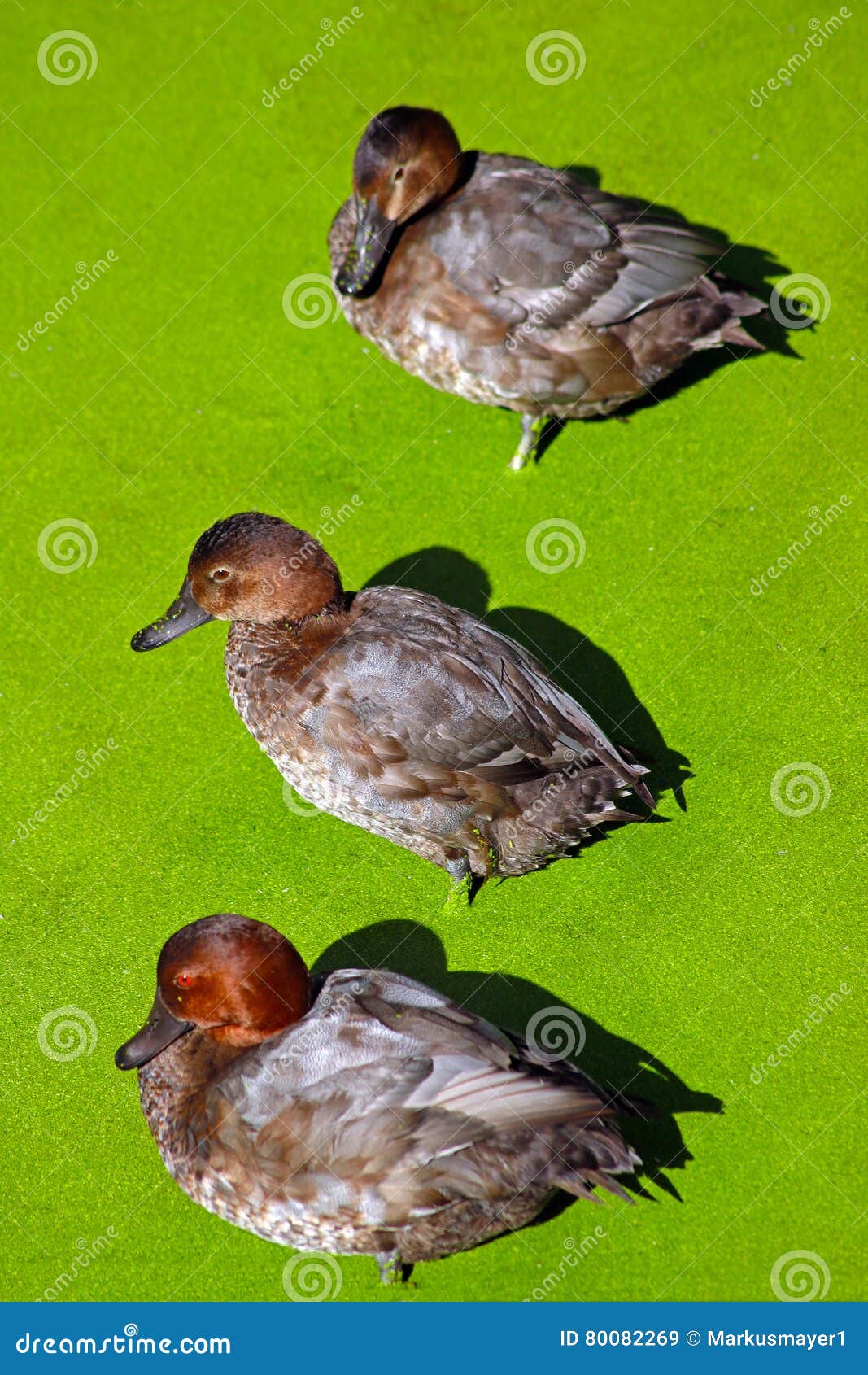 Three ducks stock image. Image of three, ducks, duckweeds - 80082269