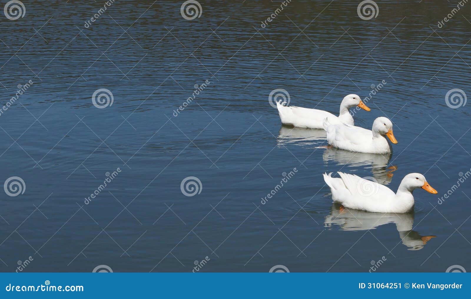 Three ducks in a row stock image. Image of white, blue - 31064251
