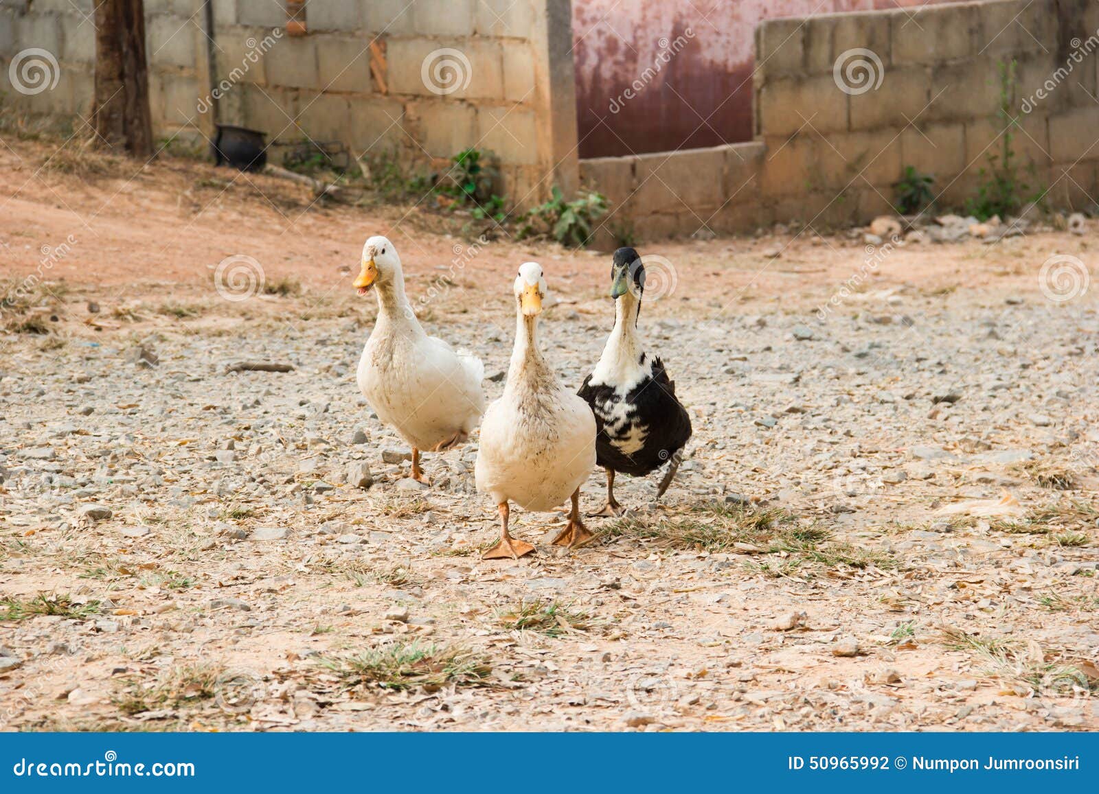 Three Ducks in a Row. Three Ducks on the Wild Grass Stock Photo - Image ...