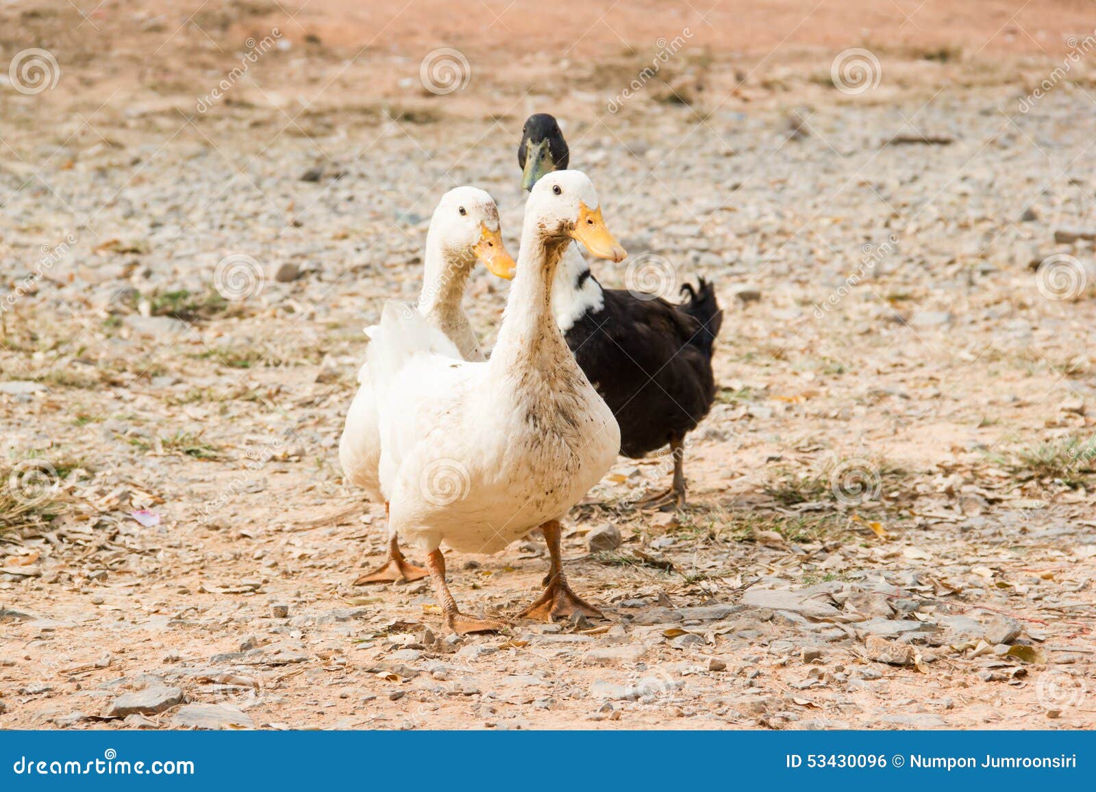 Three Ducks in a Row. Three Ducks on the Wild Grass Stock Photo - Image ...