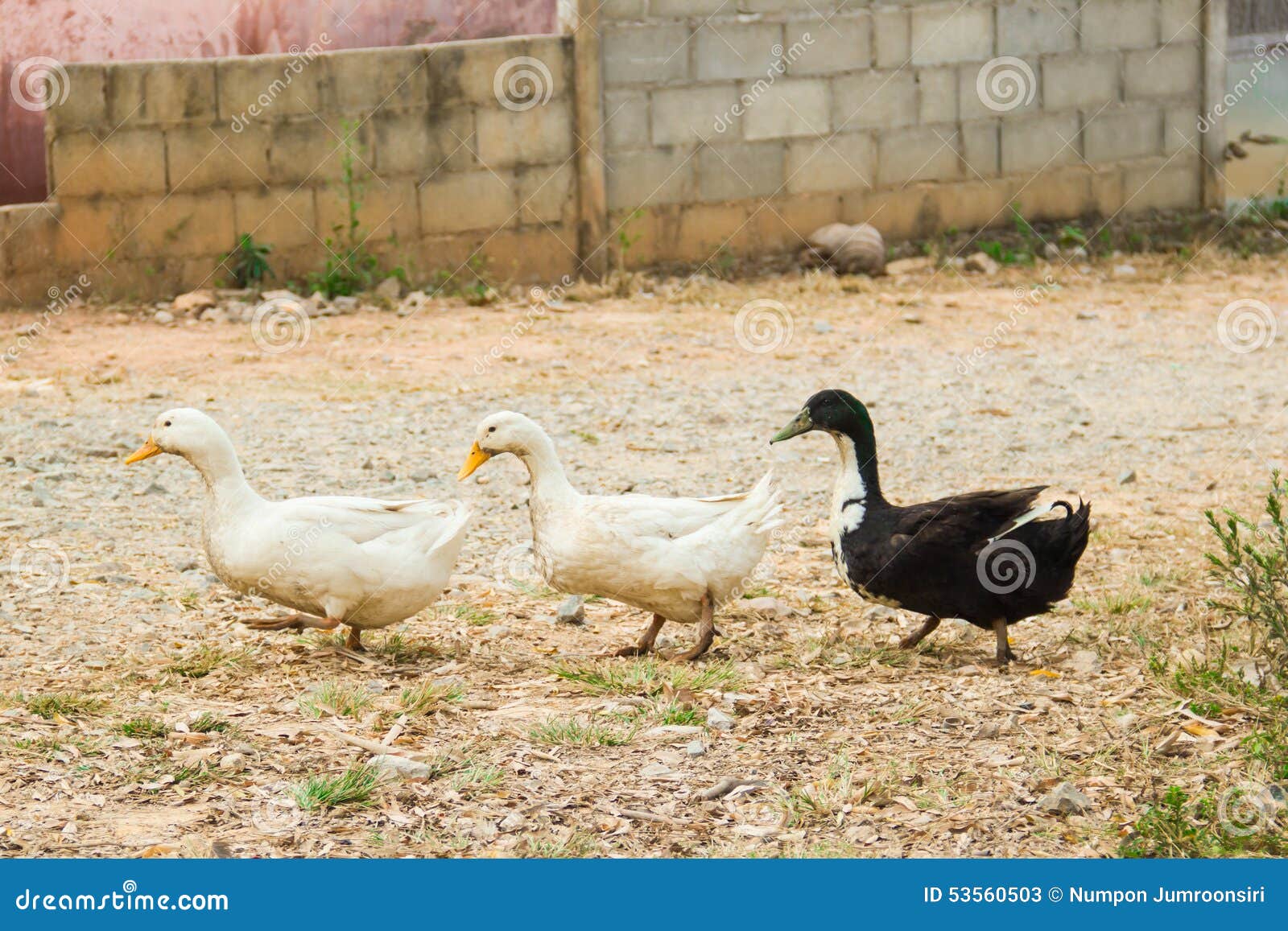 Three Ducks in a Row. Three Ducks on the Wild Grass Stock Image - Image ...