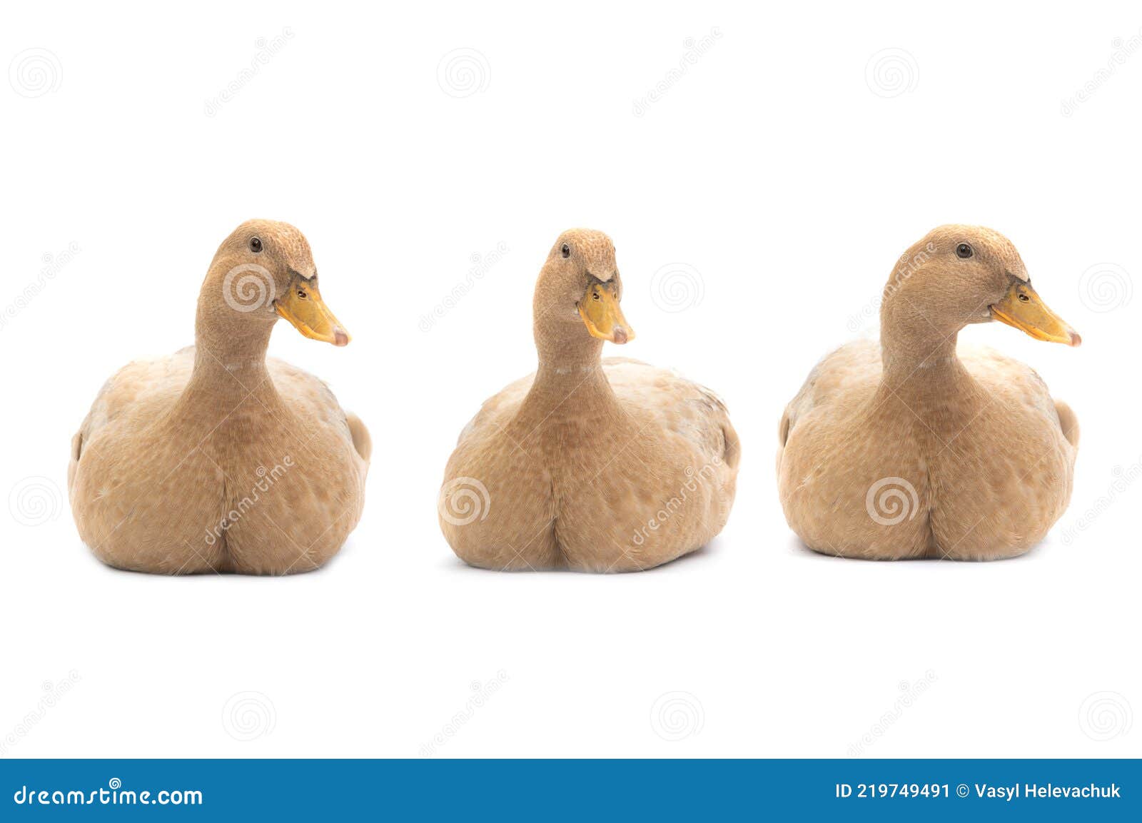 Three Ducks Sitting Isolated on White Stock Image - Image of poultry ...