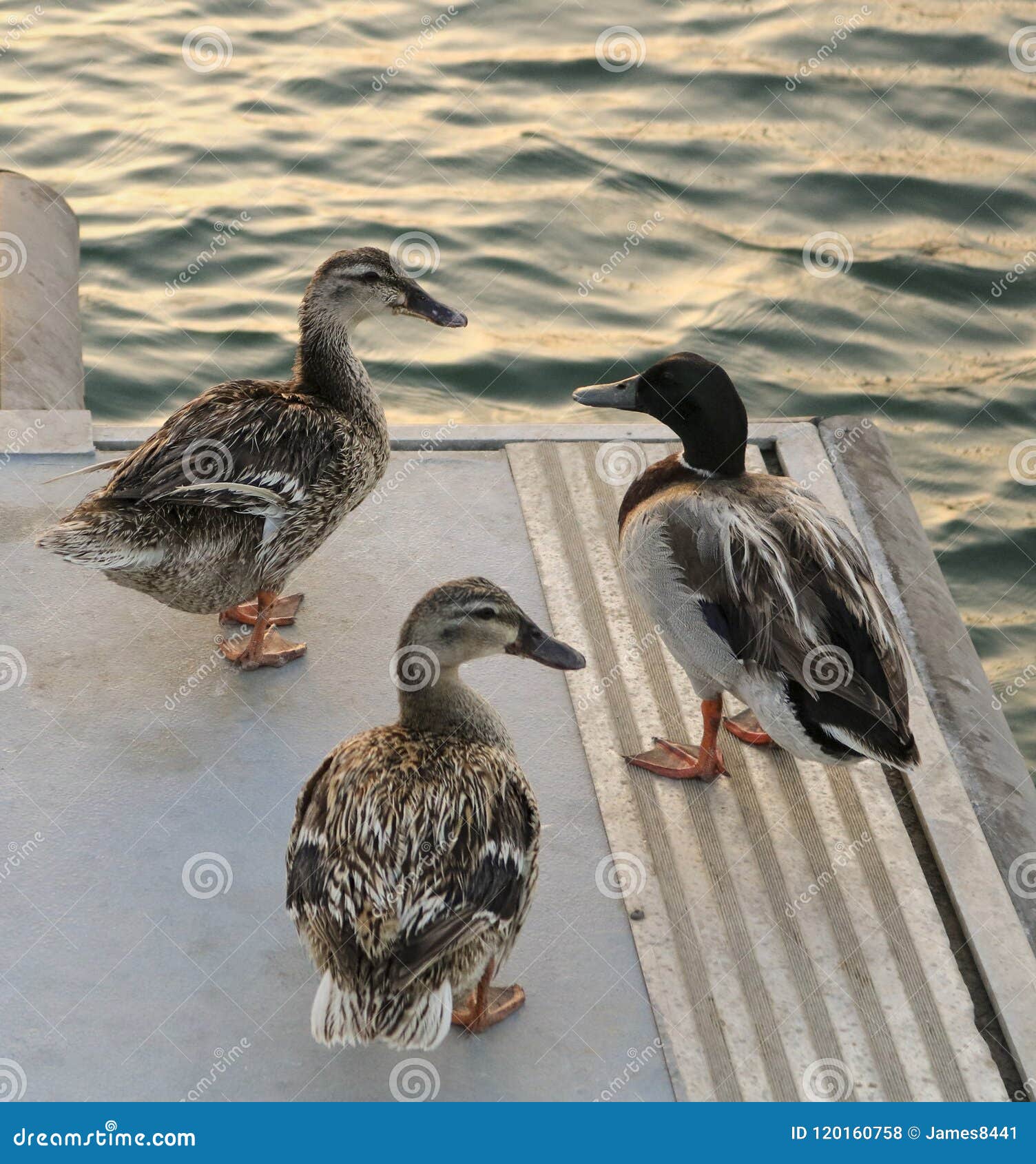 Three Ducks stock photo. Image of brown, ducks, drake - 120160758