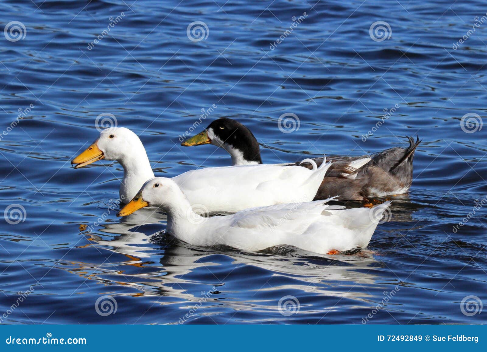 Three Ducks stock image. Image of varieties, crowd, stand - 72492849