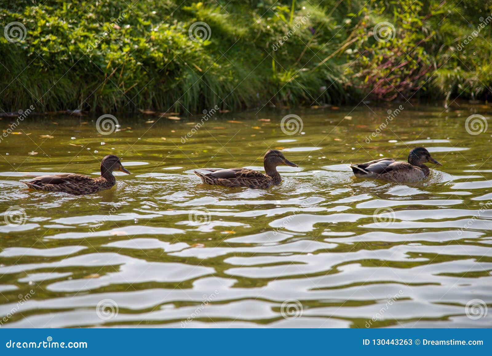 Three ducks stock image. Image of field, background - 130443263