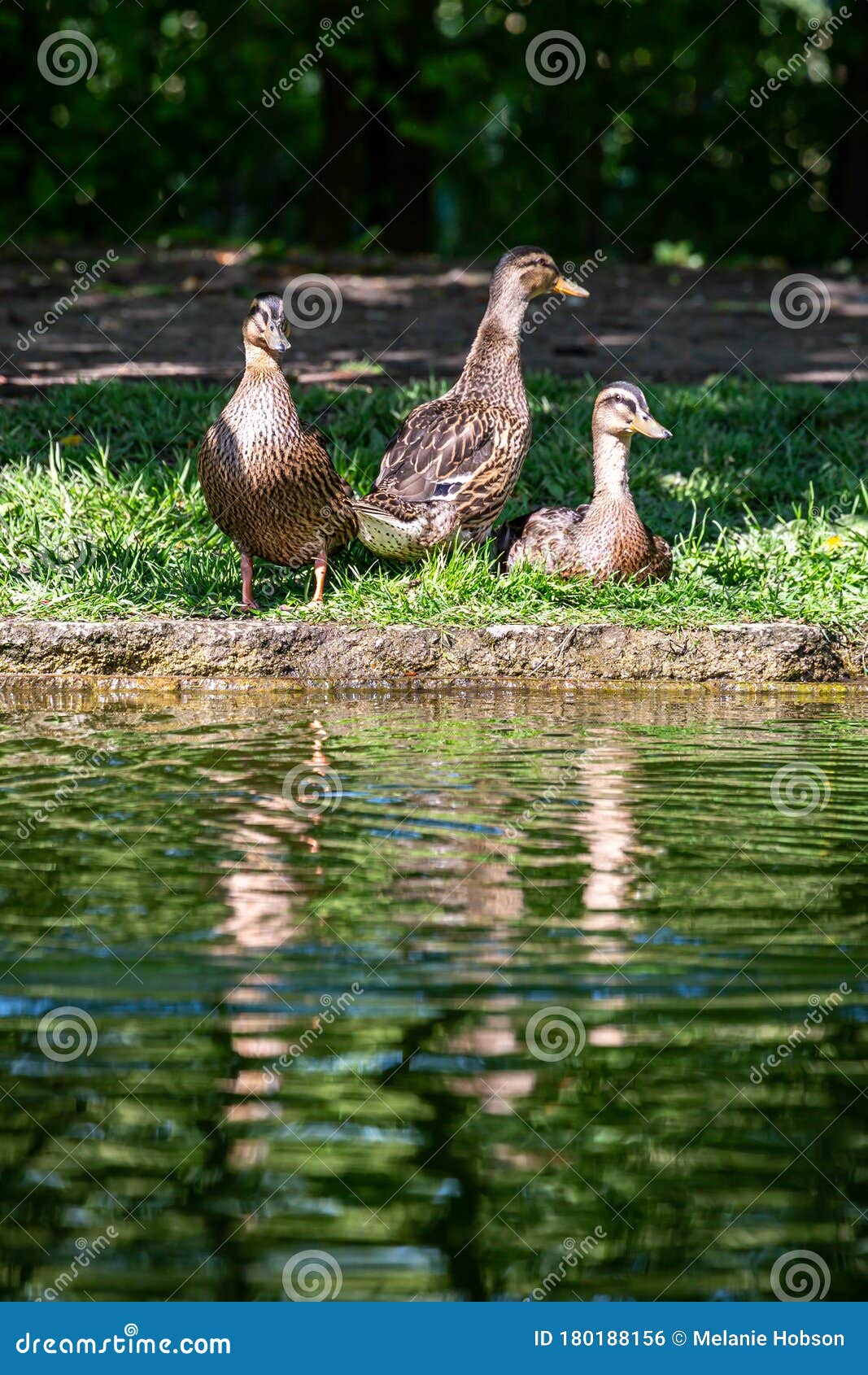 Three Ducks stock photo. Image of avian, scene, lewes - 180188156