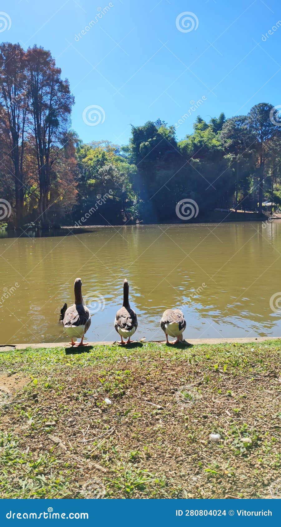 Three Ducks, Two Standing One Drinking Water Stock Photo - Image of ...
