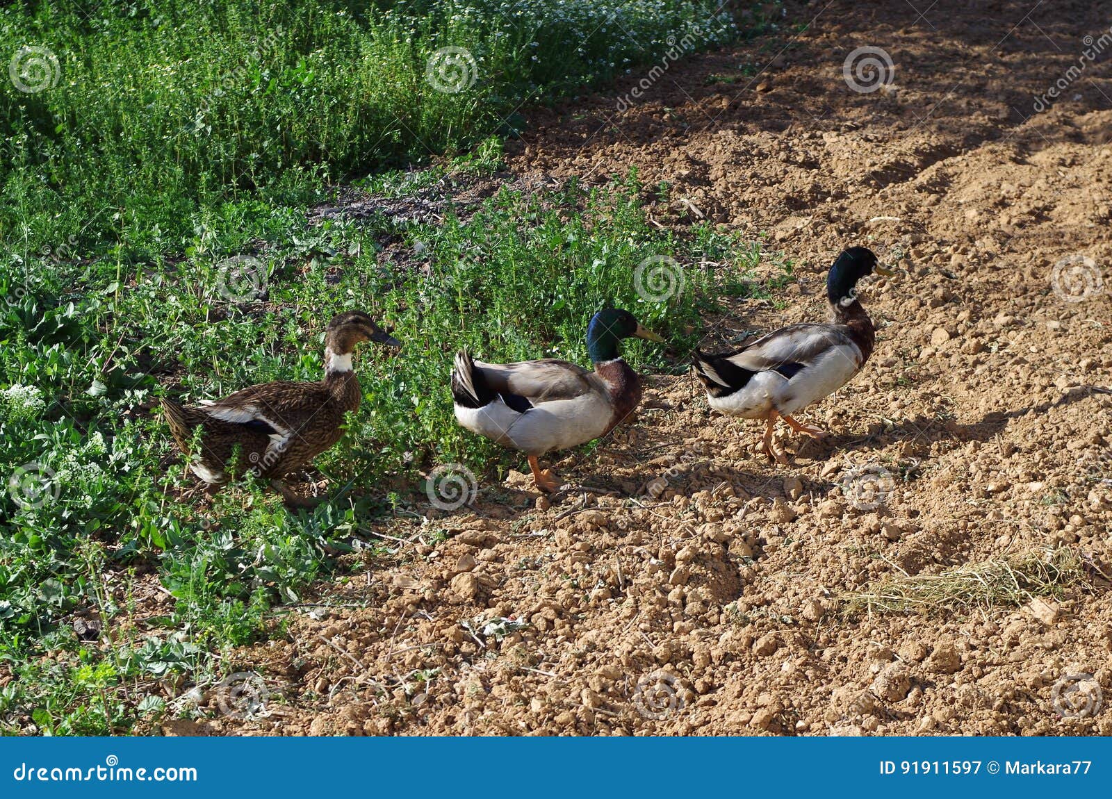 Three Ducks Walking in a Garden. Stock Image - Image of closeup ...