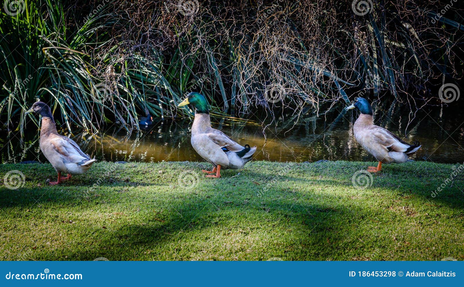 Three ducks are walking stock photo. Image of adorable - 186453298