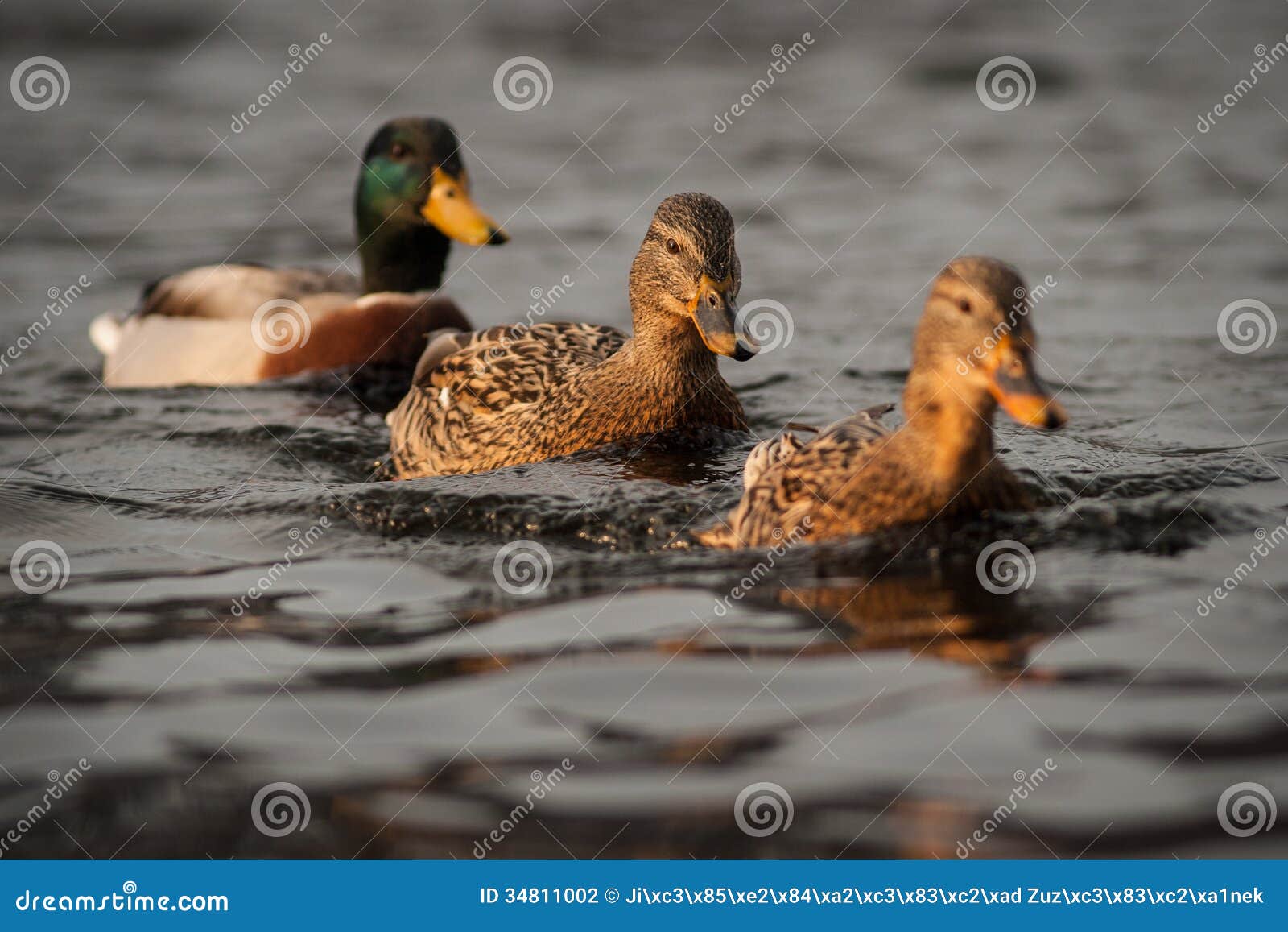 Three ducks stock photo. Image of background, farm, flying - 34811002