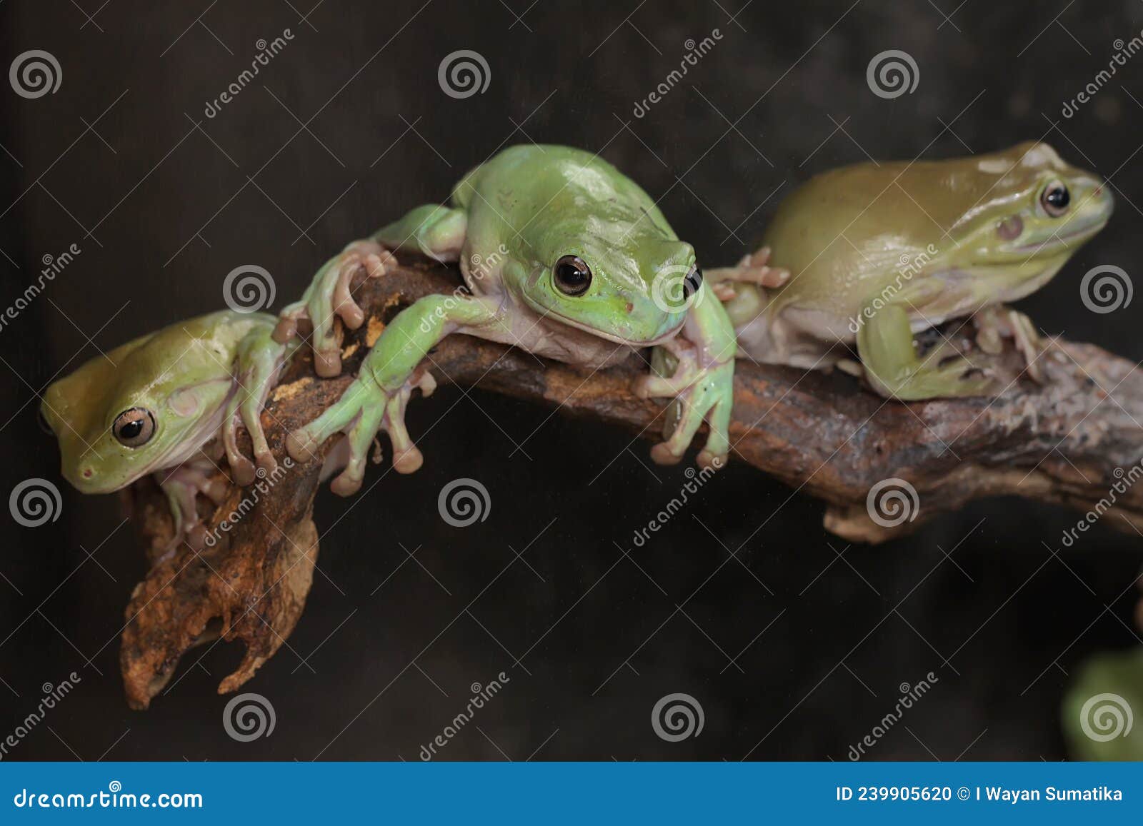 Three Dumpy Tree Frogs Resting in the Bushes. Stock Photo - Image of ...