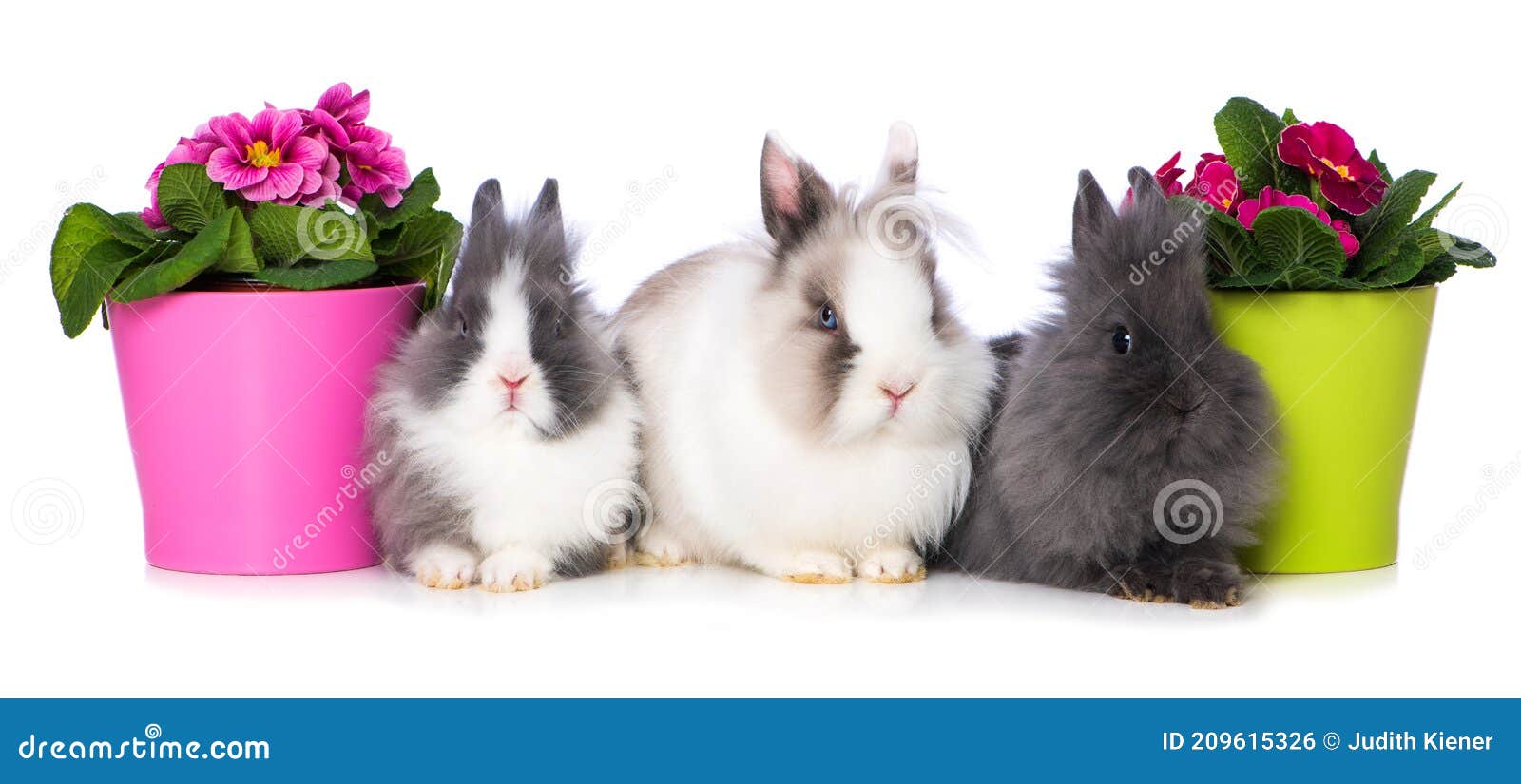 Three Dwarf Rabbits between Flower Pots Stock Photo - Image of rodent ...