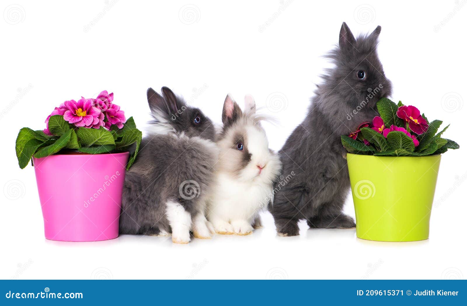 Three Dwarf Rabbits between Flower Pots Stock Image - Image of pretty ...