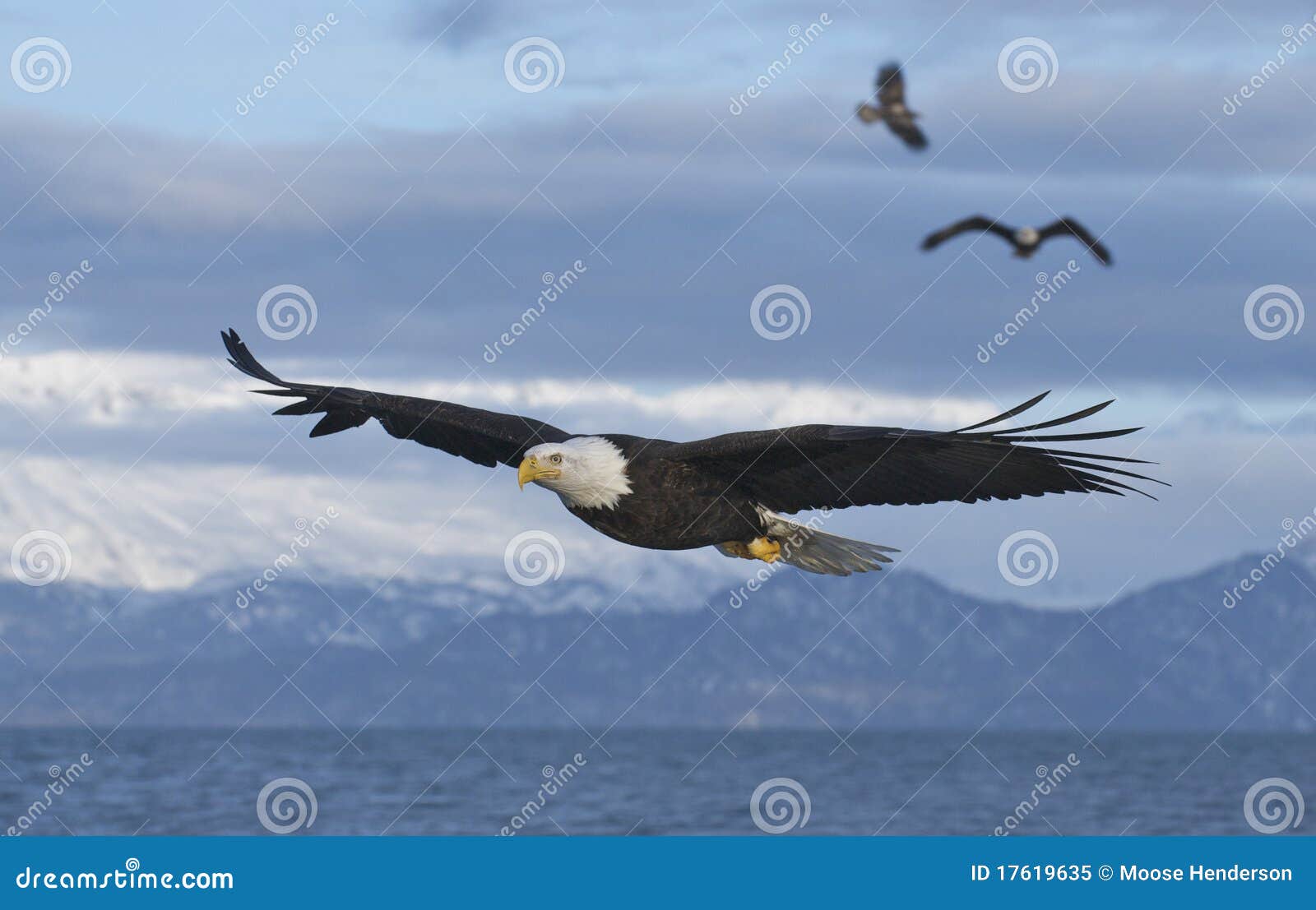 Three Eagles Circling for Landing Stock Image - Image of aves, american ...