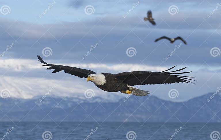 Three Eagles Circling for Landing Stock Image - Image of aves, american ...