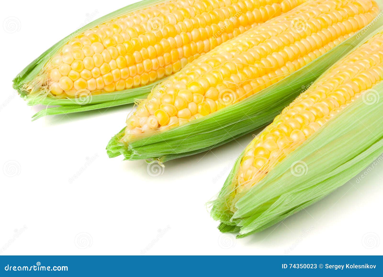 Three Ear of Corn with Leaves Isolated on White Background Stock Image ...