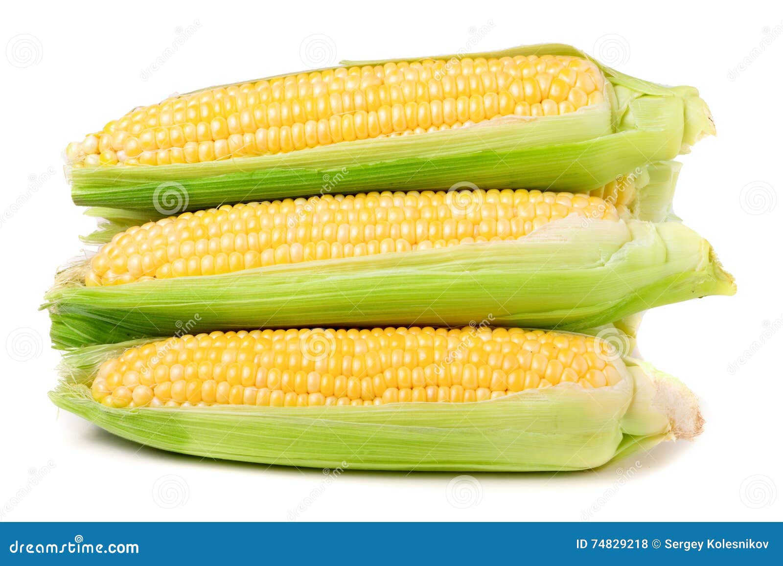 Three Ear of Corn with Leaves Isolated on White Background Stock Photo ...