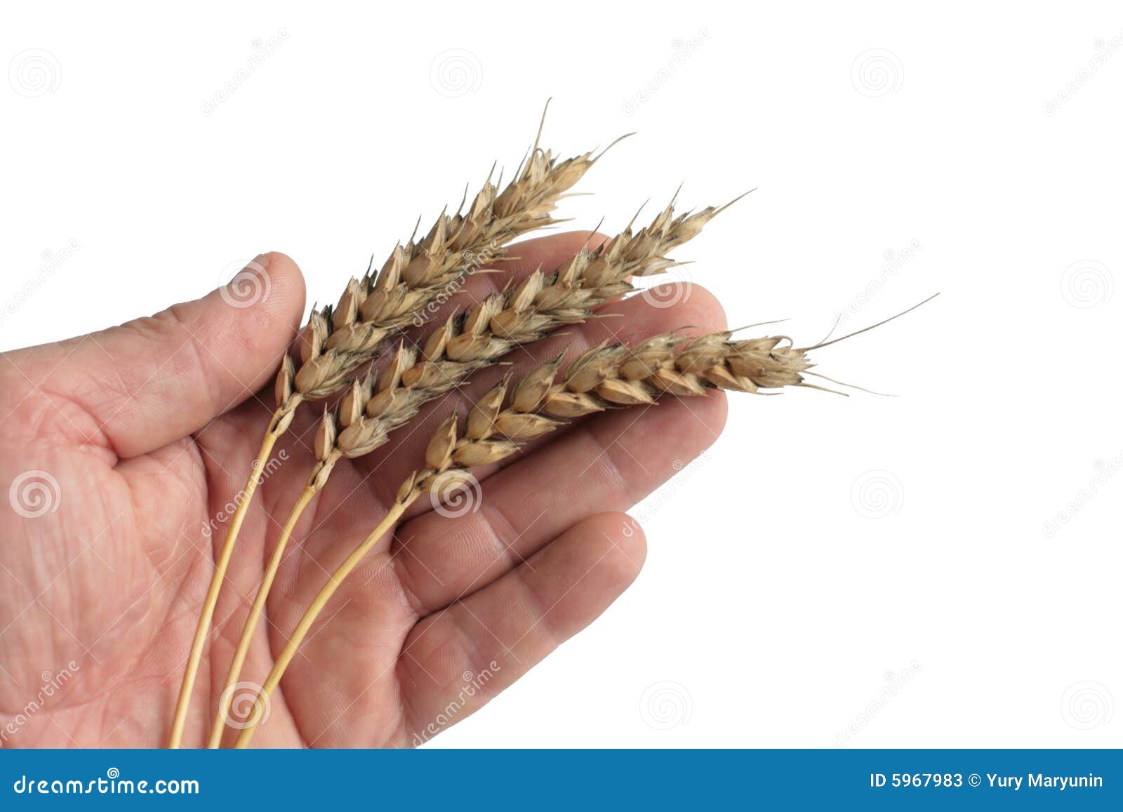 Three Ears Picture. Image: 5967983