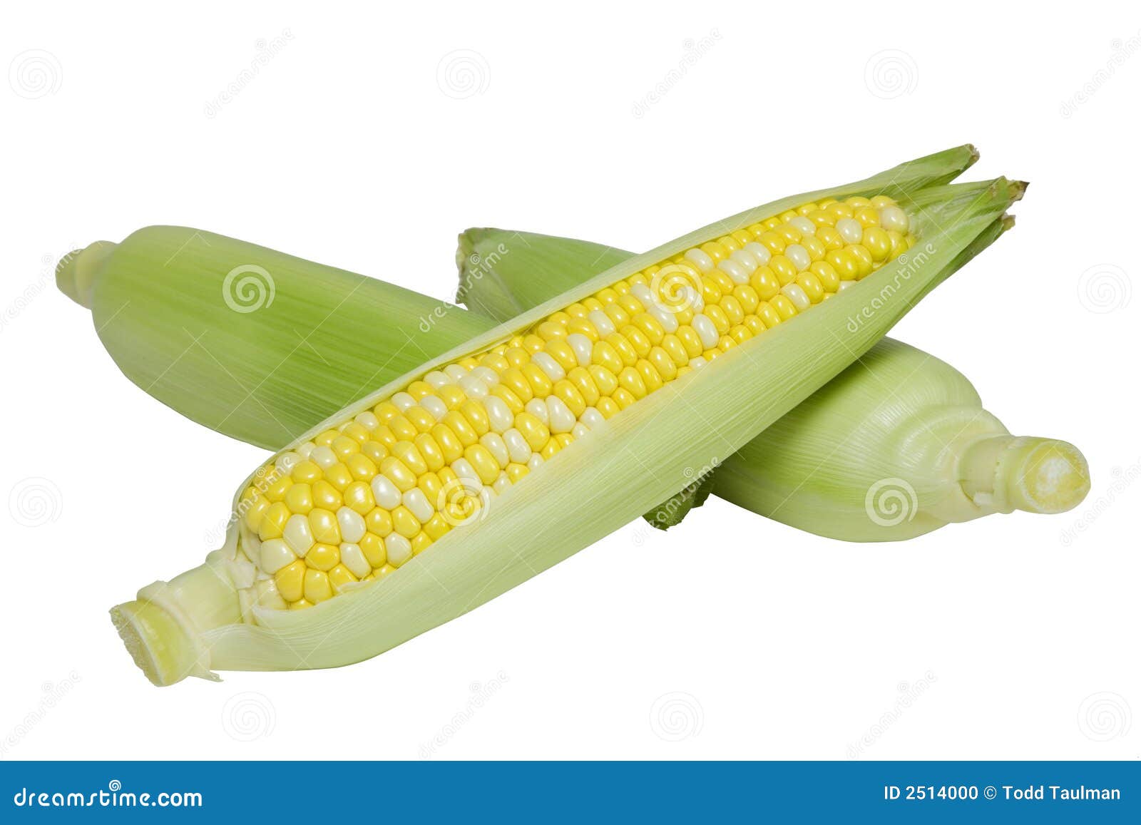 Three Ears of Corn stock photo. Image of shuck, vegetable - 2514000