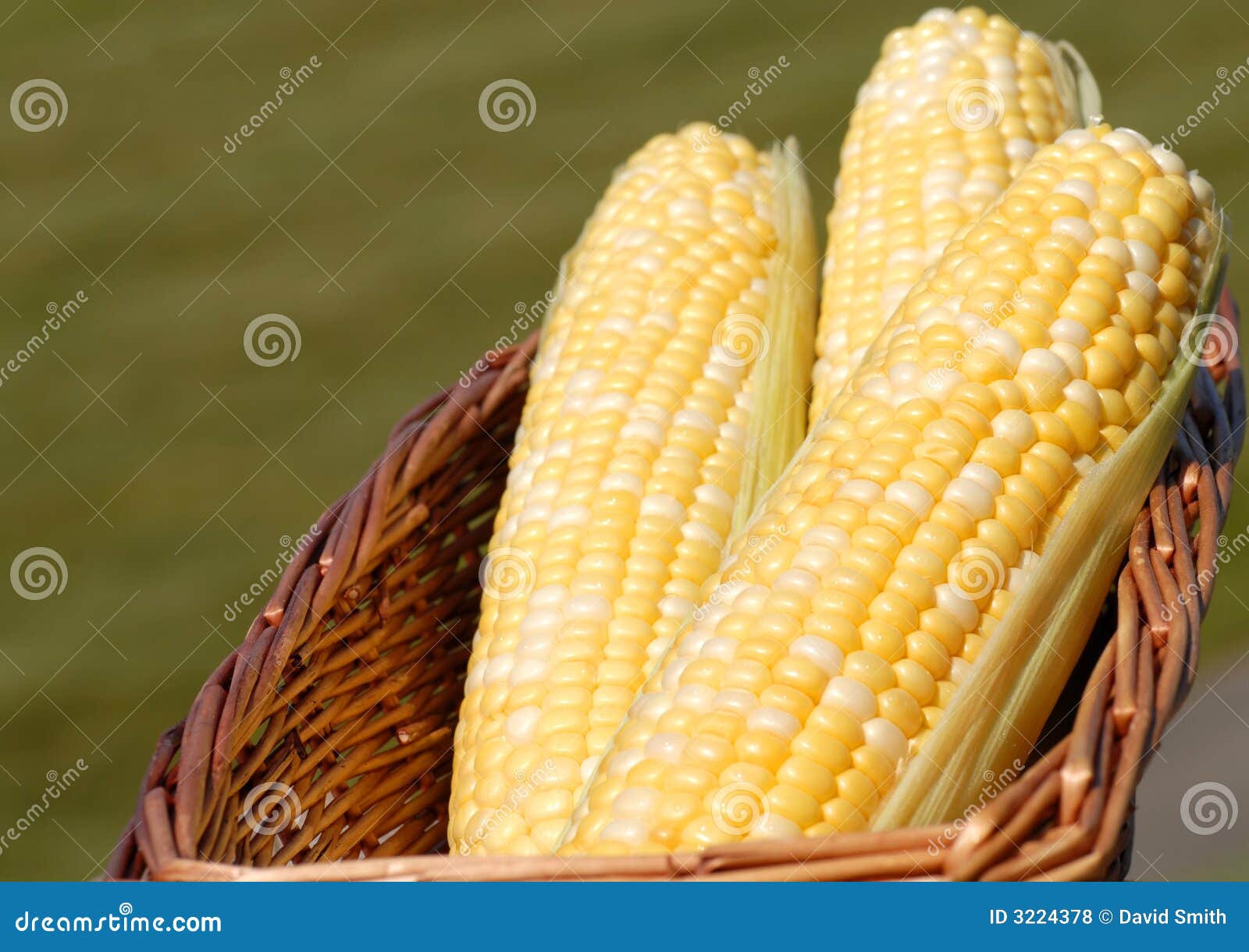 Three Ears of Corn on the Cob Stock Photo - Image of vegetarian ...