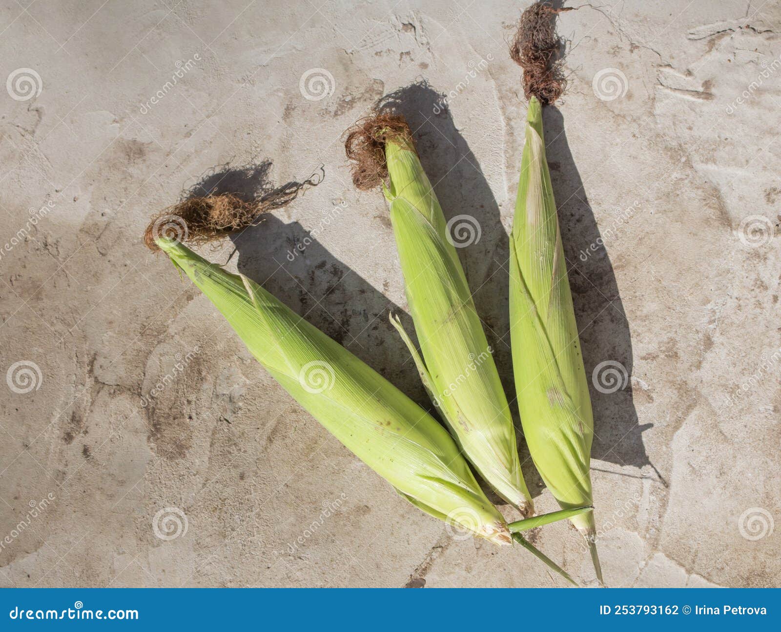 Three Ears of Corn on a Concrete Background Stock Photo - Image of crop ...