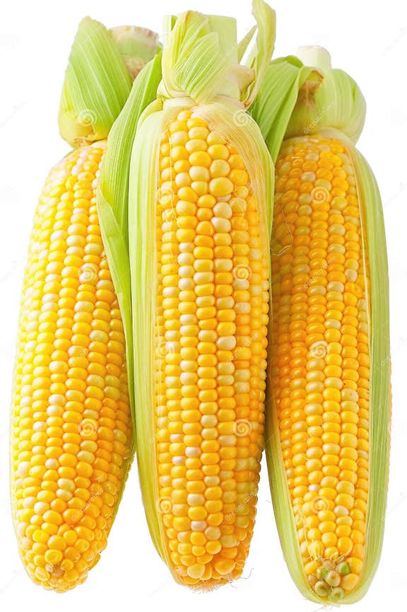 Three Ears of Corn Displayed on a Clean White Surface Stock Photo ...