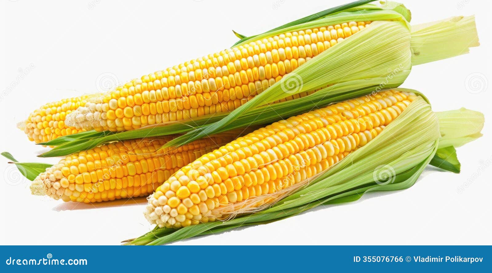 Three Ears of Corn on a White Surface, Suitable for Food and ...