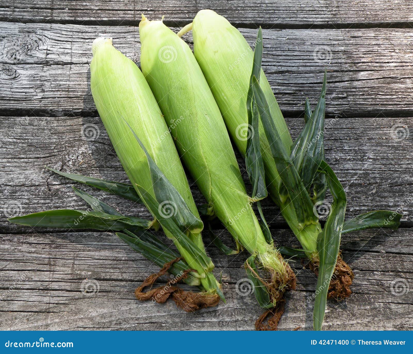 Three Ears of Fresh Picked Corn on the Cob in Husk Stock Photo - Image ...