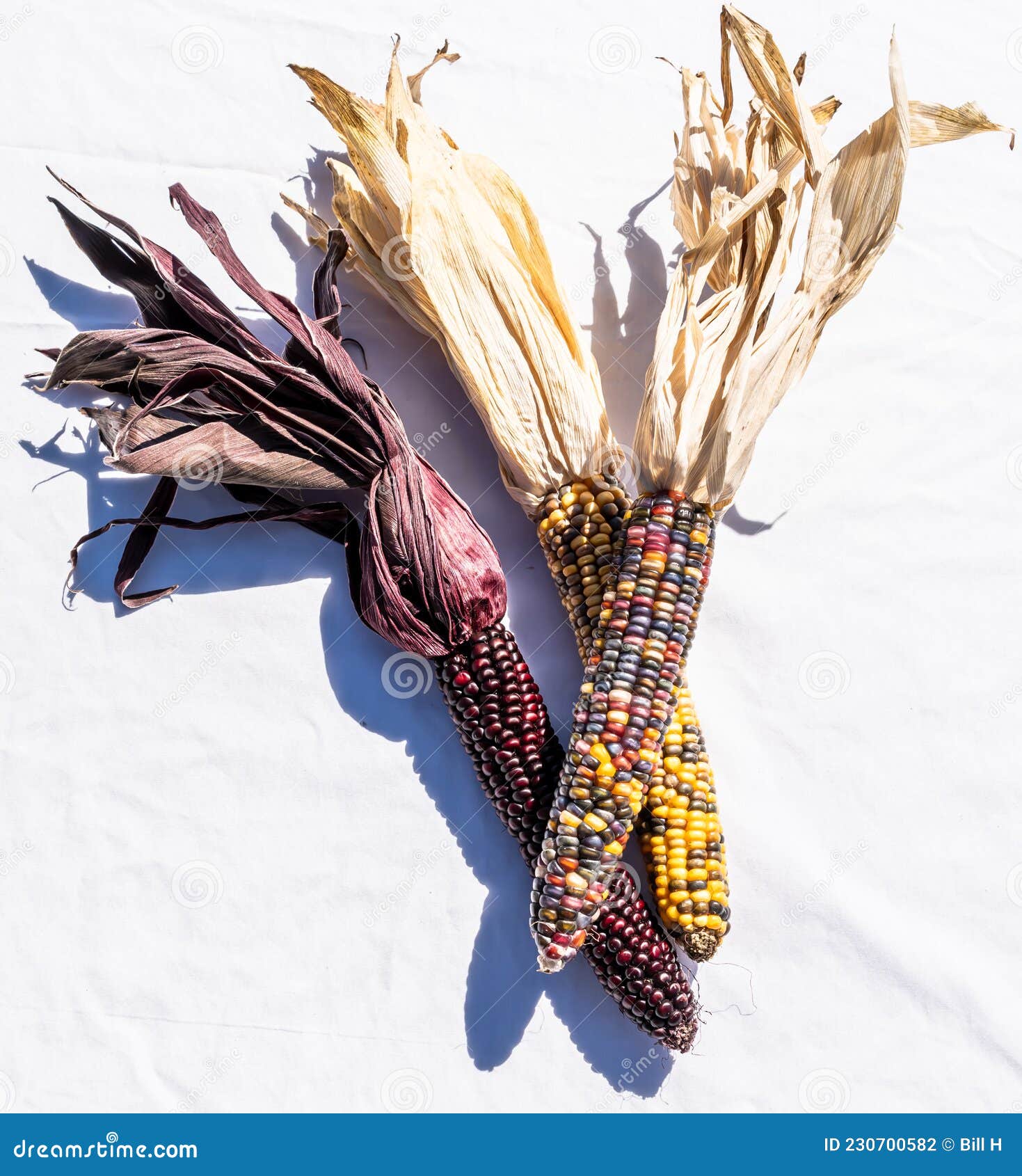 Three Ears of Multi Colored Indian Corn Together Stock Photo - Image of ...