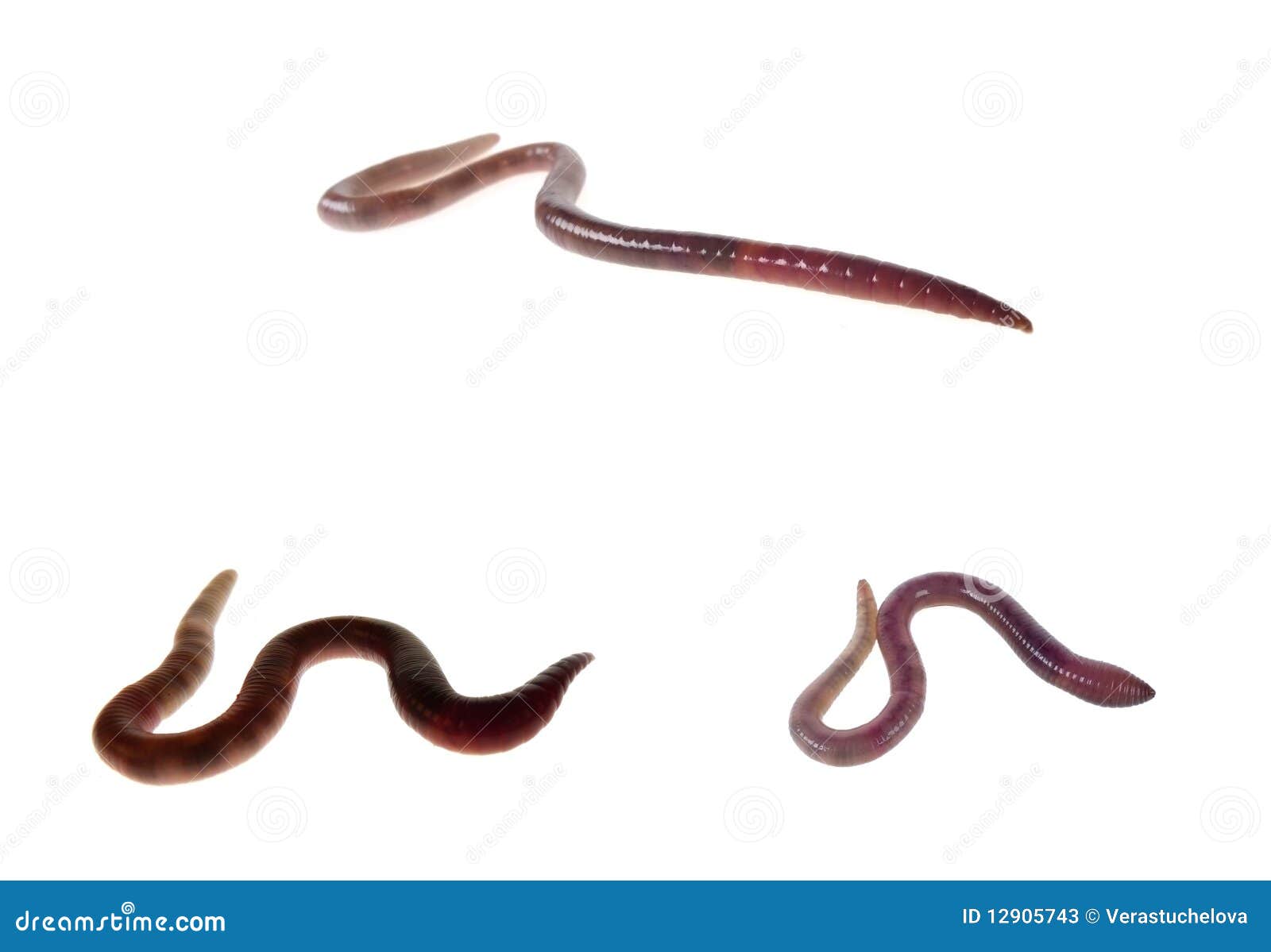 Earthworms Collection Photos - Free & Royalty-Free Stock Photos from ...