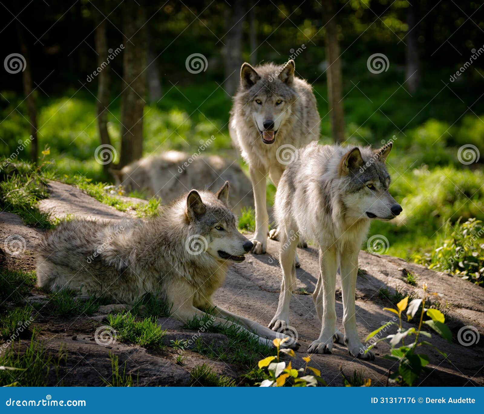 Three Eastern Timber Wolves Pack Stock Photo - Image of group, looking ...