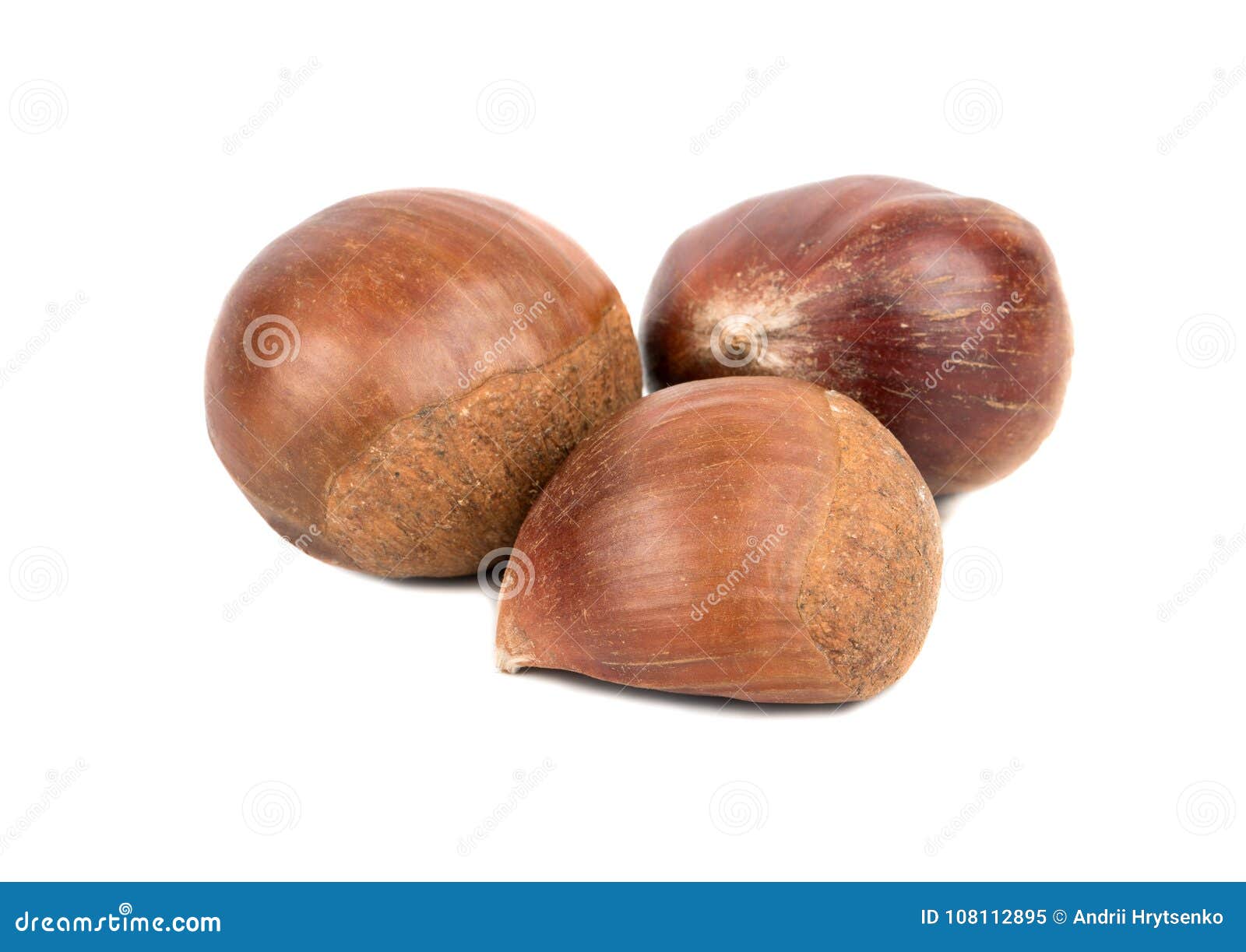 Three edible chestnuts stock image. Image of autumn - 108112895