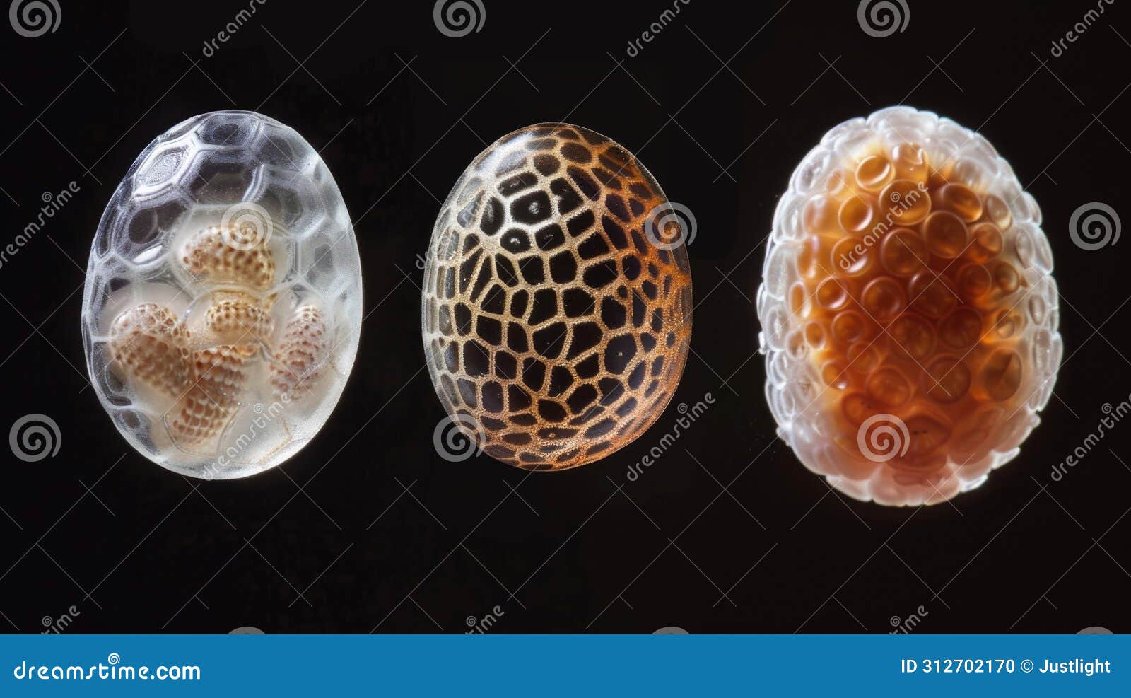 Three Egg Cells from Various Species Each with a Unique Shape and Size ...