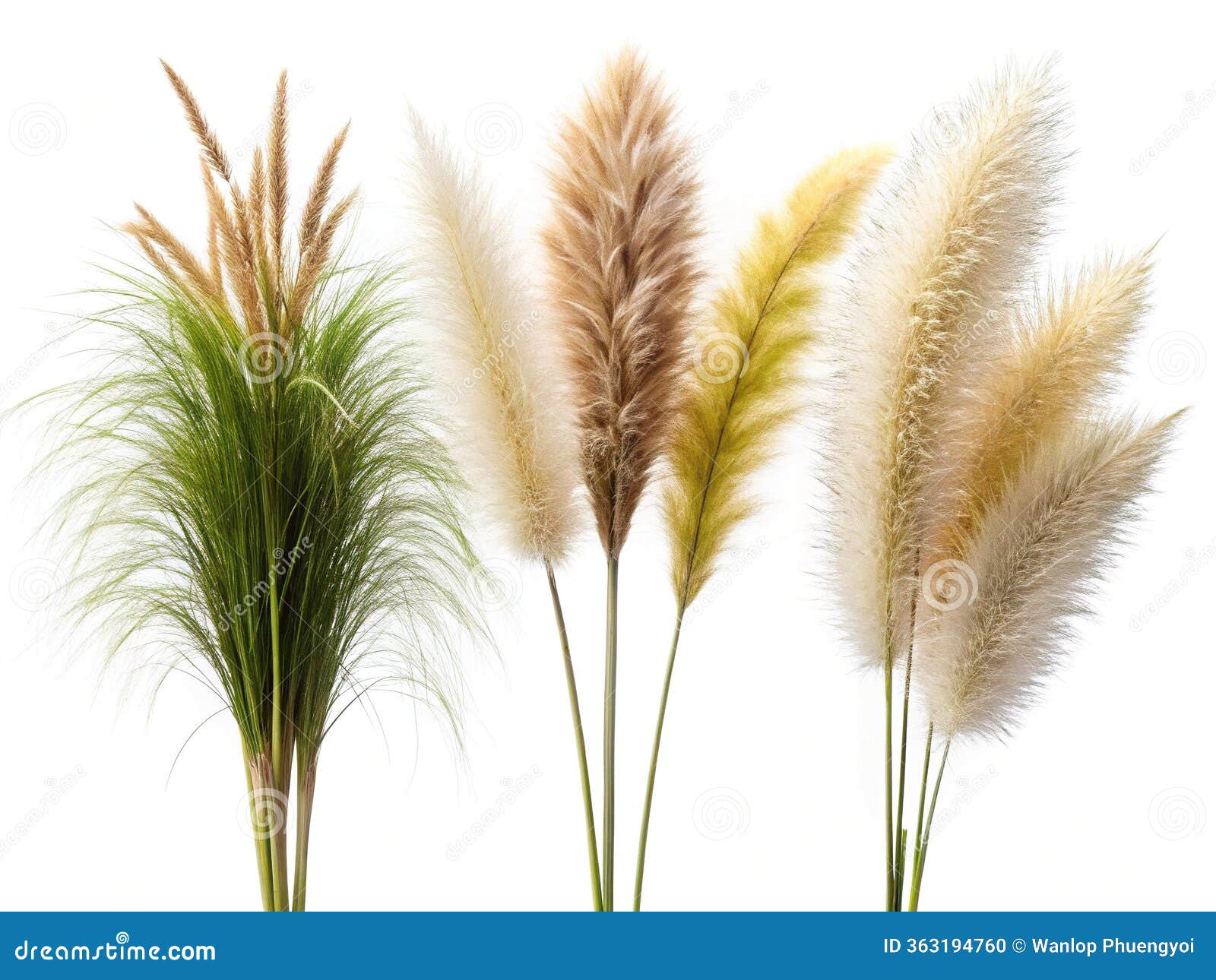 Three Elegant Ornamental Grass Tufts Isolated on White Background ...